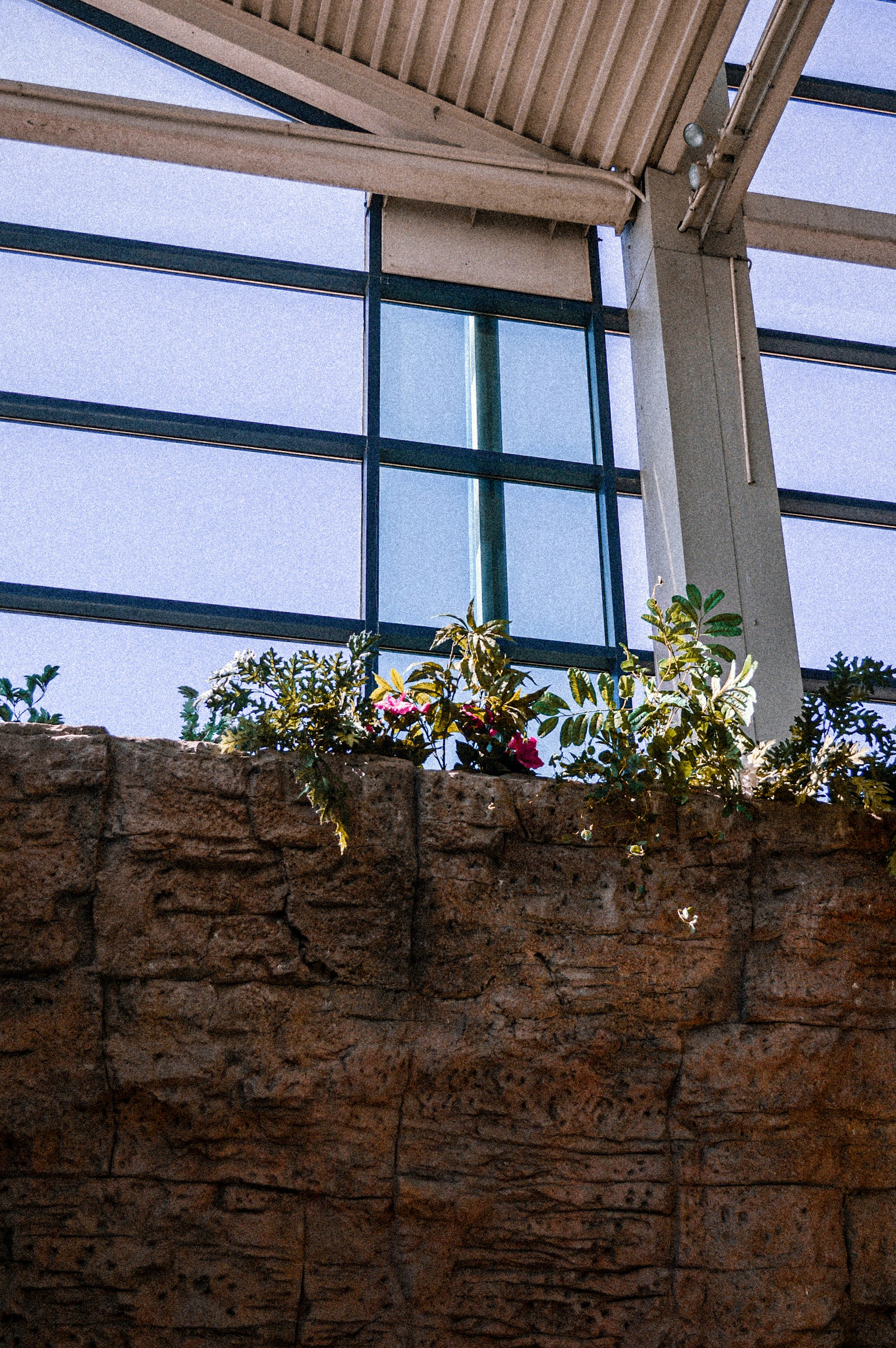 Vibrant flowers nestled against a textured stone wall, framed by modern glass architecture. A harmonious blend of nature and structure.