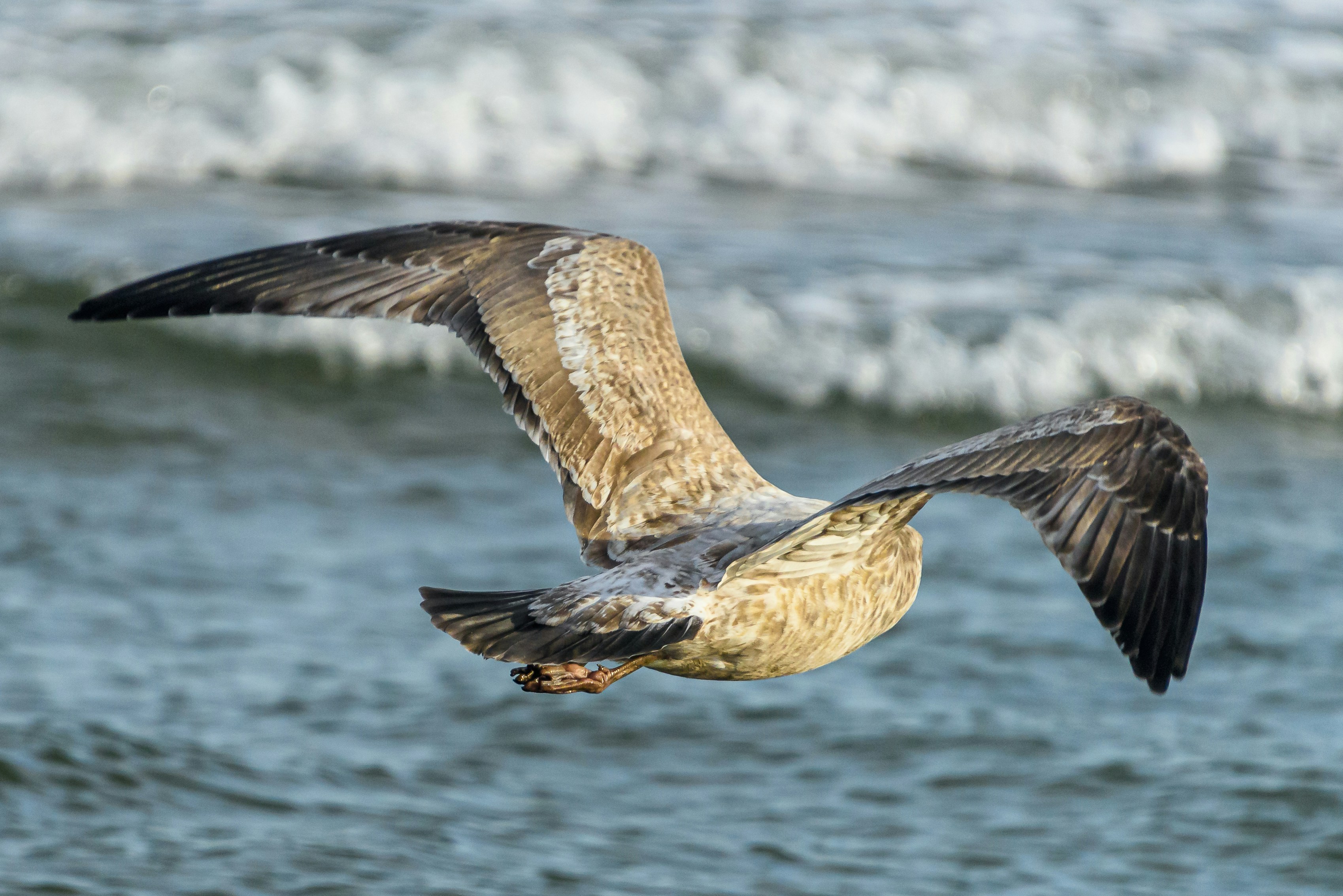 The majesty of seagulls. Not something you would think of unless captured in this image at the shore.