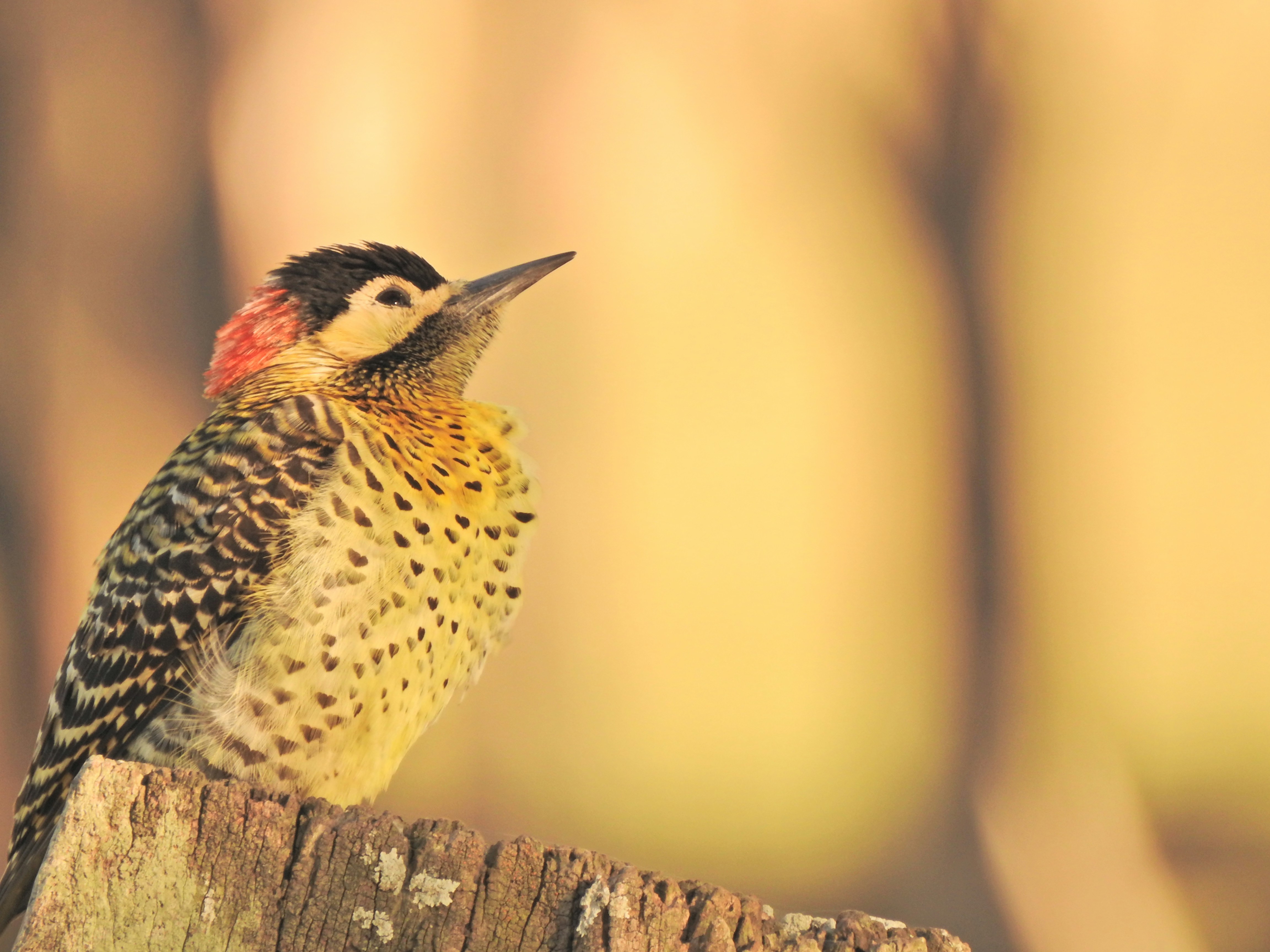 Golden-hour Perch: A Woodpecker on a Weathered Stump