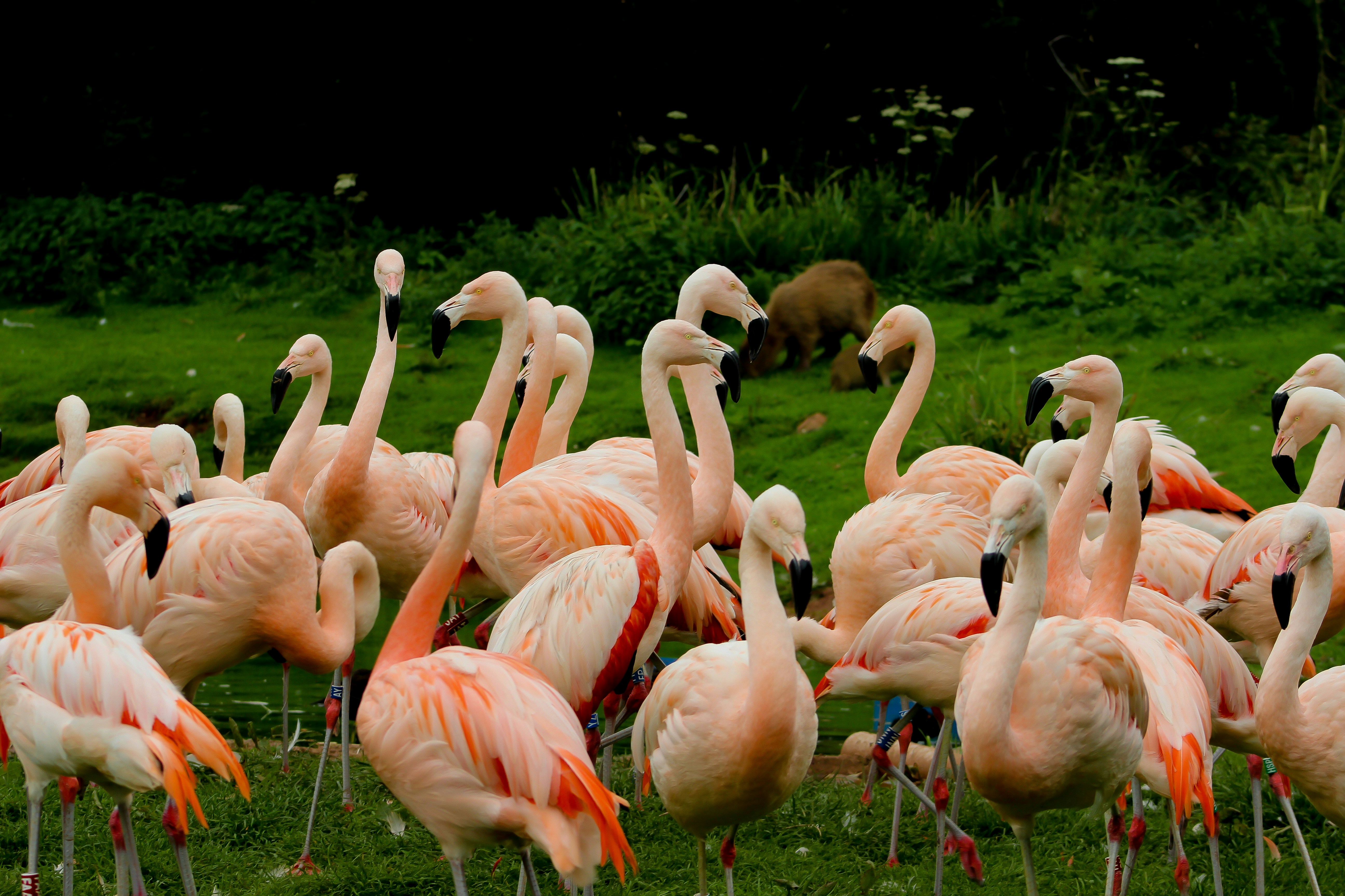 A group of flamingos congregating near a water source, showcasing their vibrant pink feathers against a lush green backdrop. A bear is subtly visible in the background.