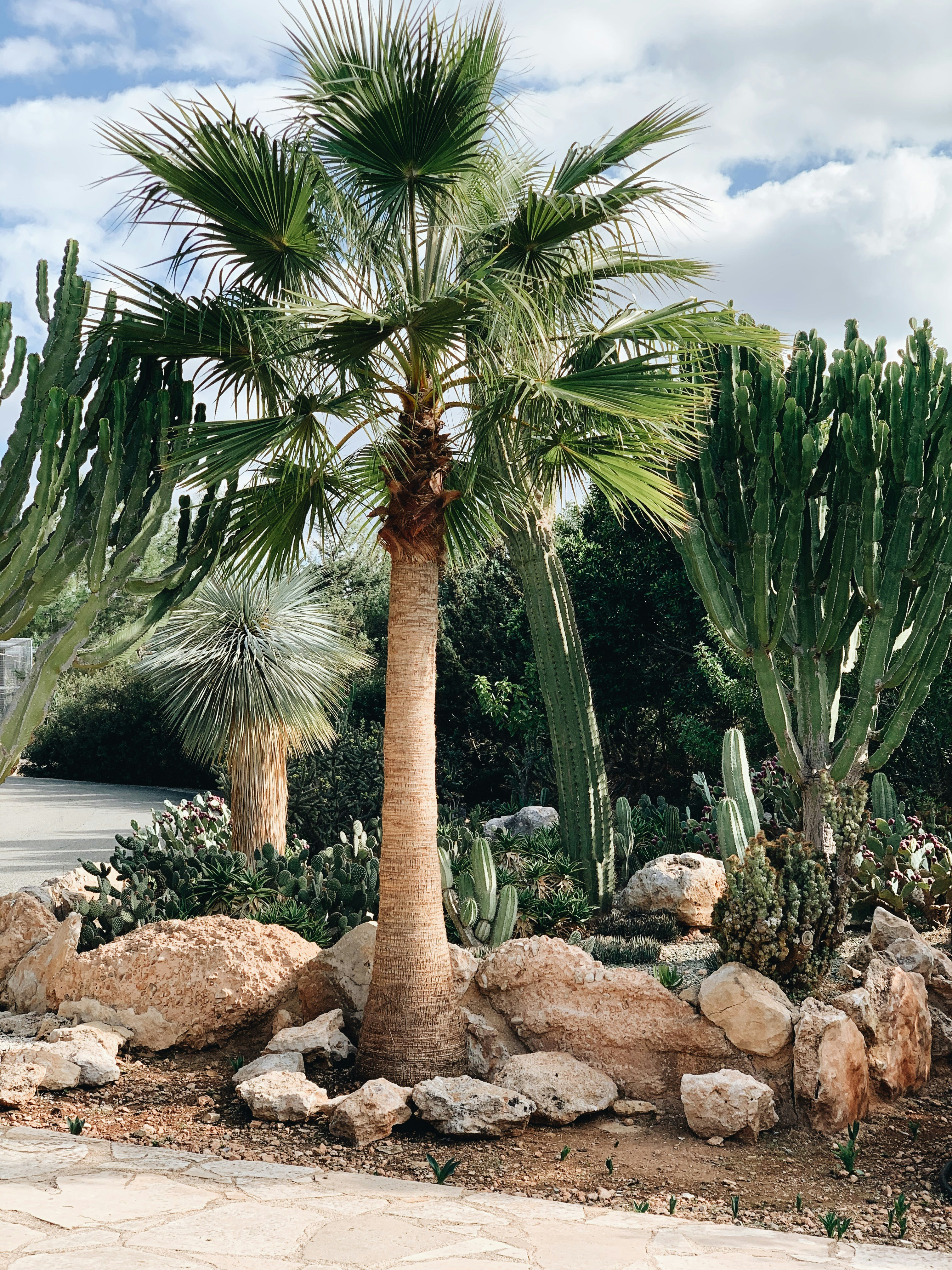 Central Palm Crown Dominates a Sunlit Rock Garden Among Cacti
