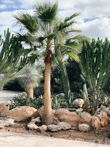 Central Palm Crown Dominates a Sunlit Rock Garden Among Cacti