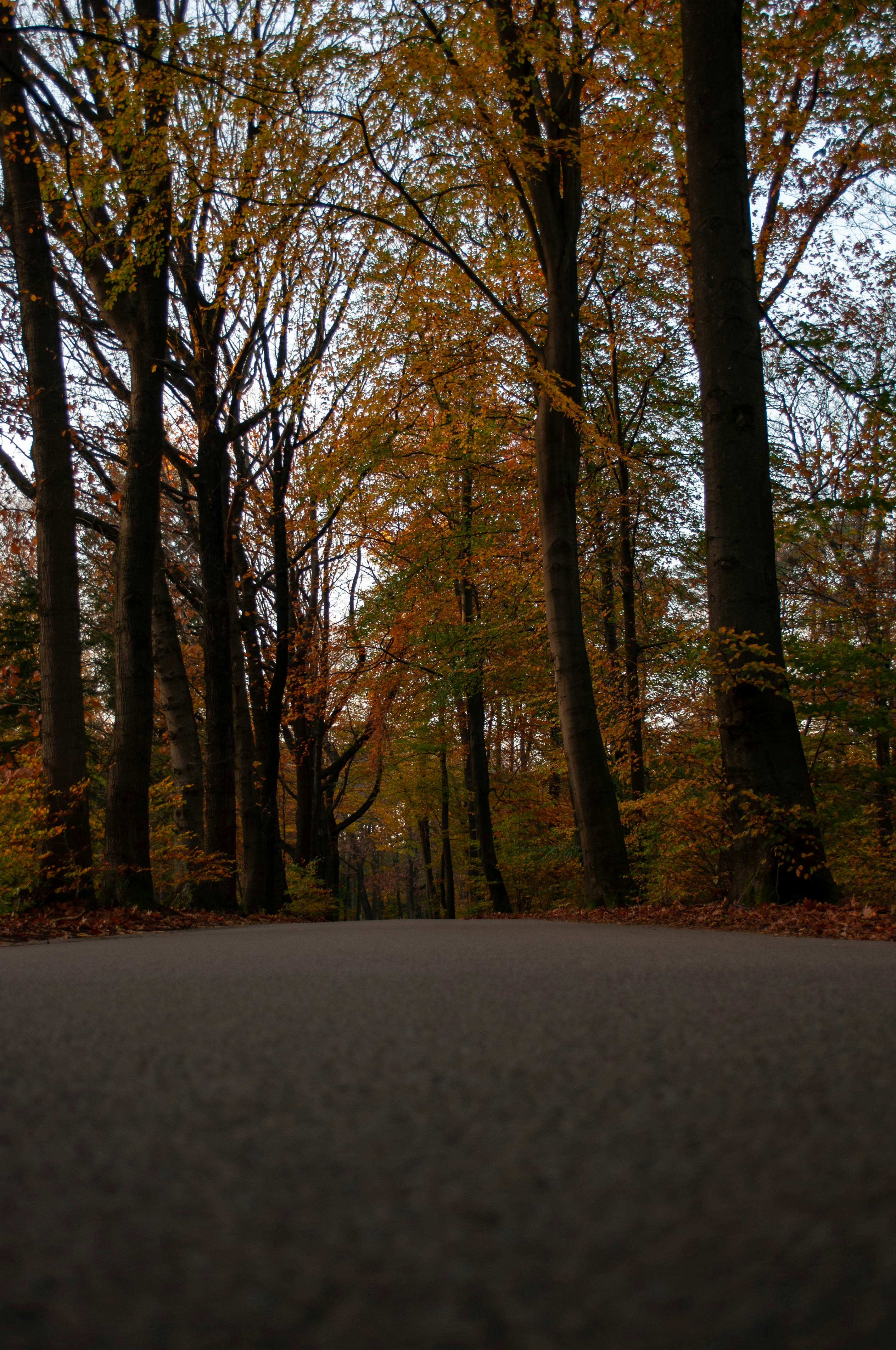 Autumn Avenue: Low-Angle Perspective Through a Tree-Archway