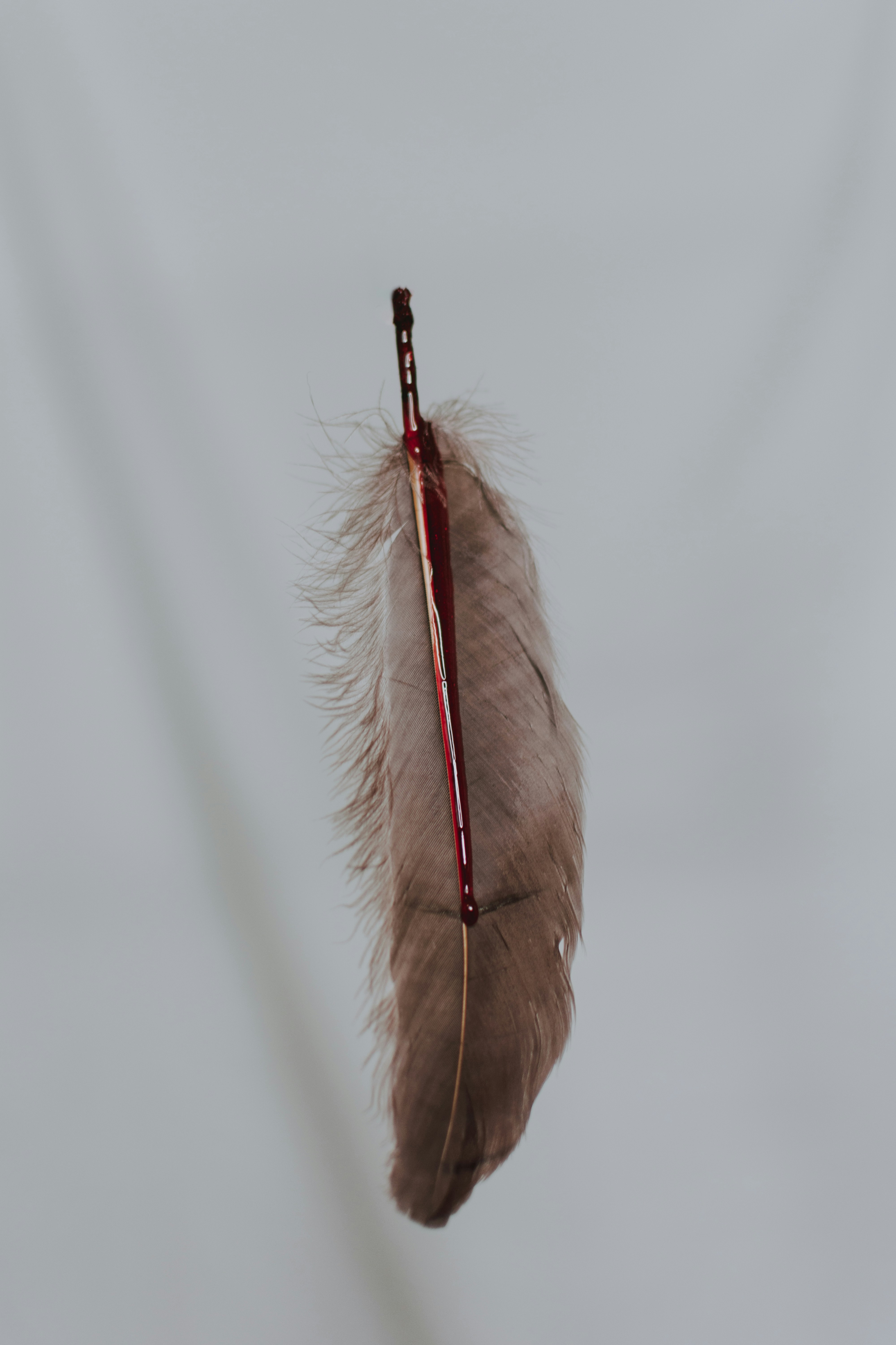 Crimson Pin Holds a Lone Feather in Quiet Light