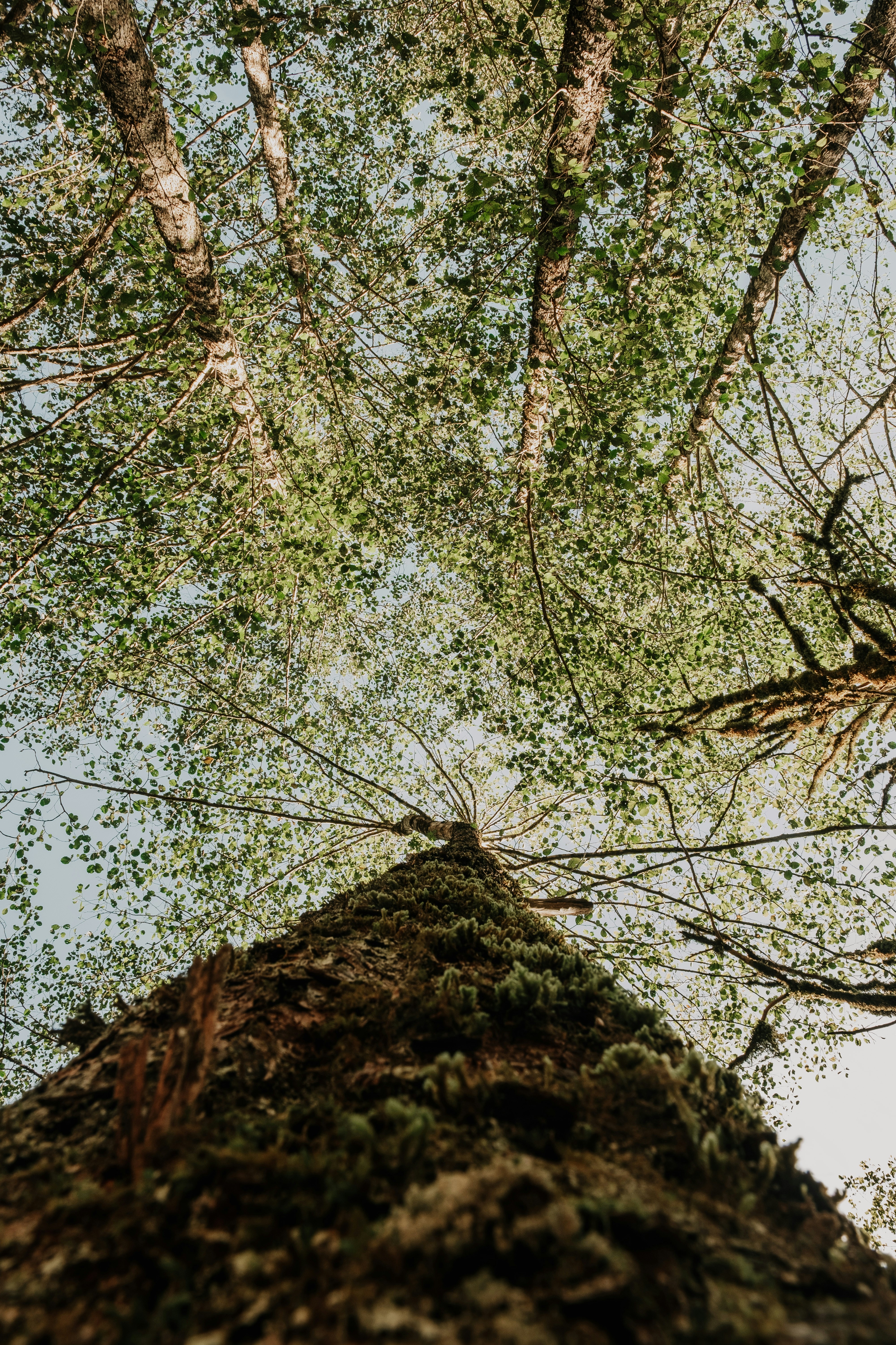 Looking up the trunk of a tree, surrounded by vibrant green leaves and branches reaching towards the sky.