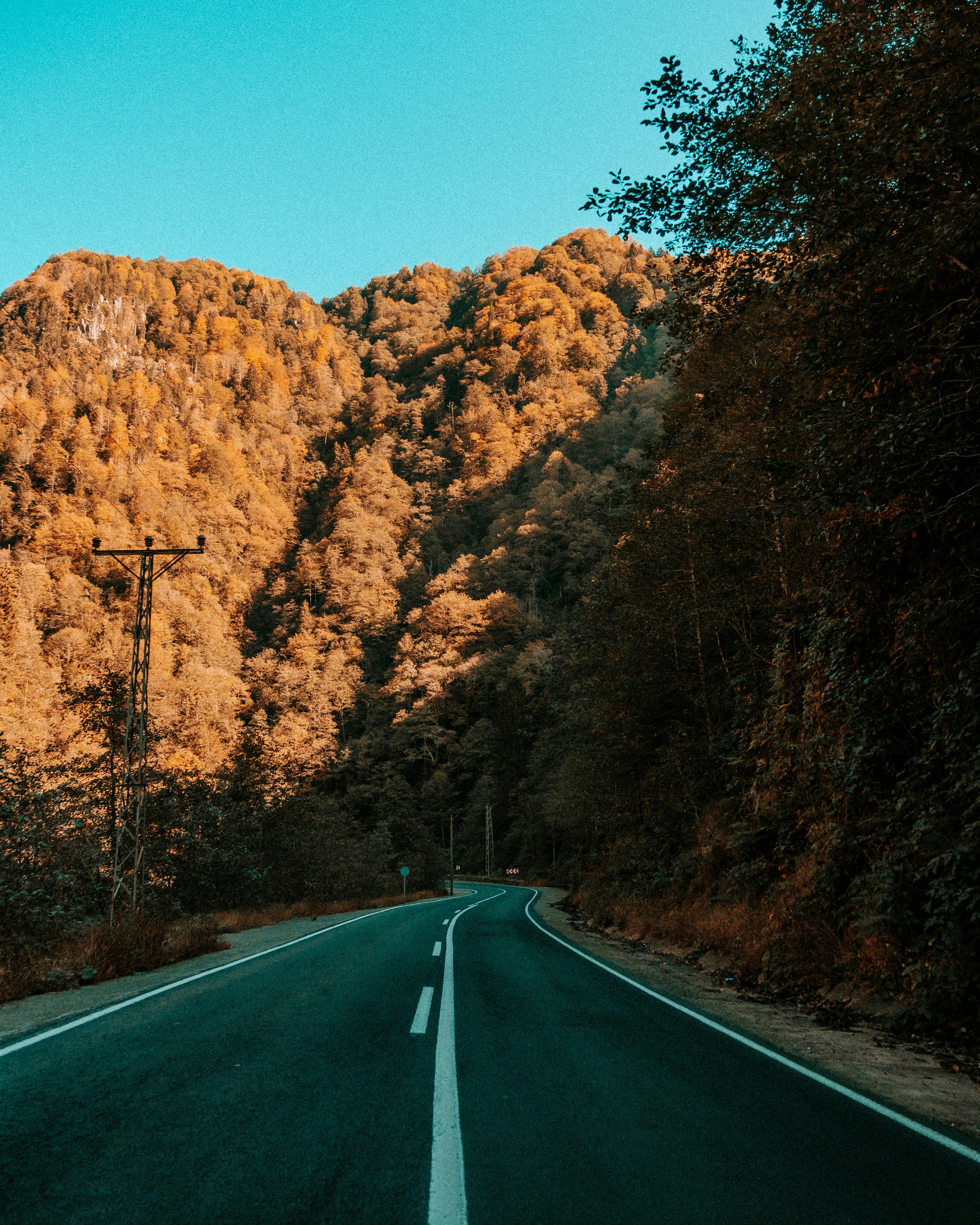 Winding road leading through dense autumnal forest with mountains in the background under a clear blue sky.