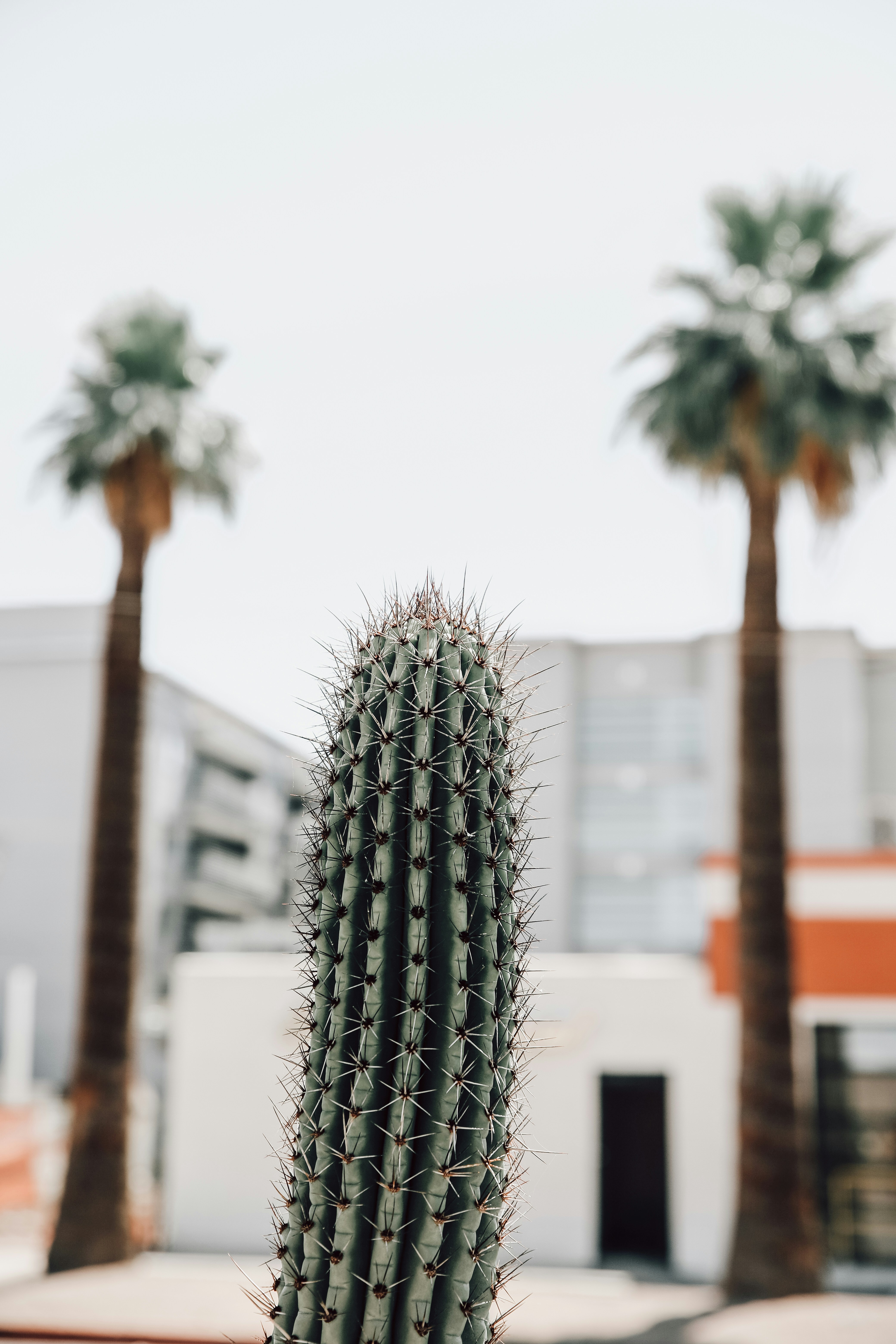 green cactus in front of white and red building during daytime