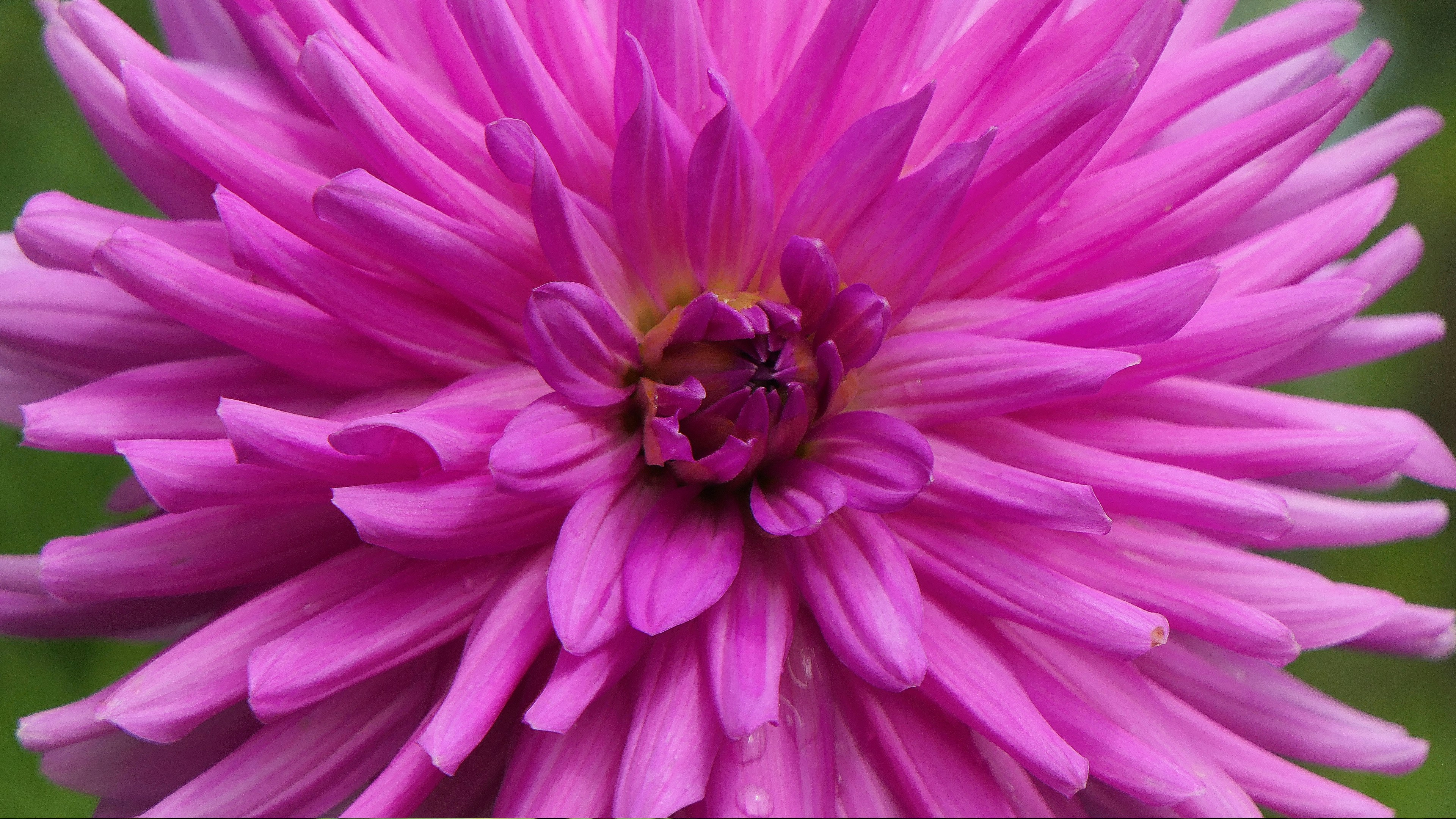 Padma Flower Pictures | Download Free Images on Unsplash