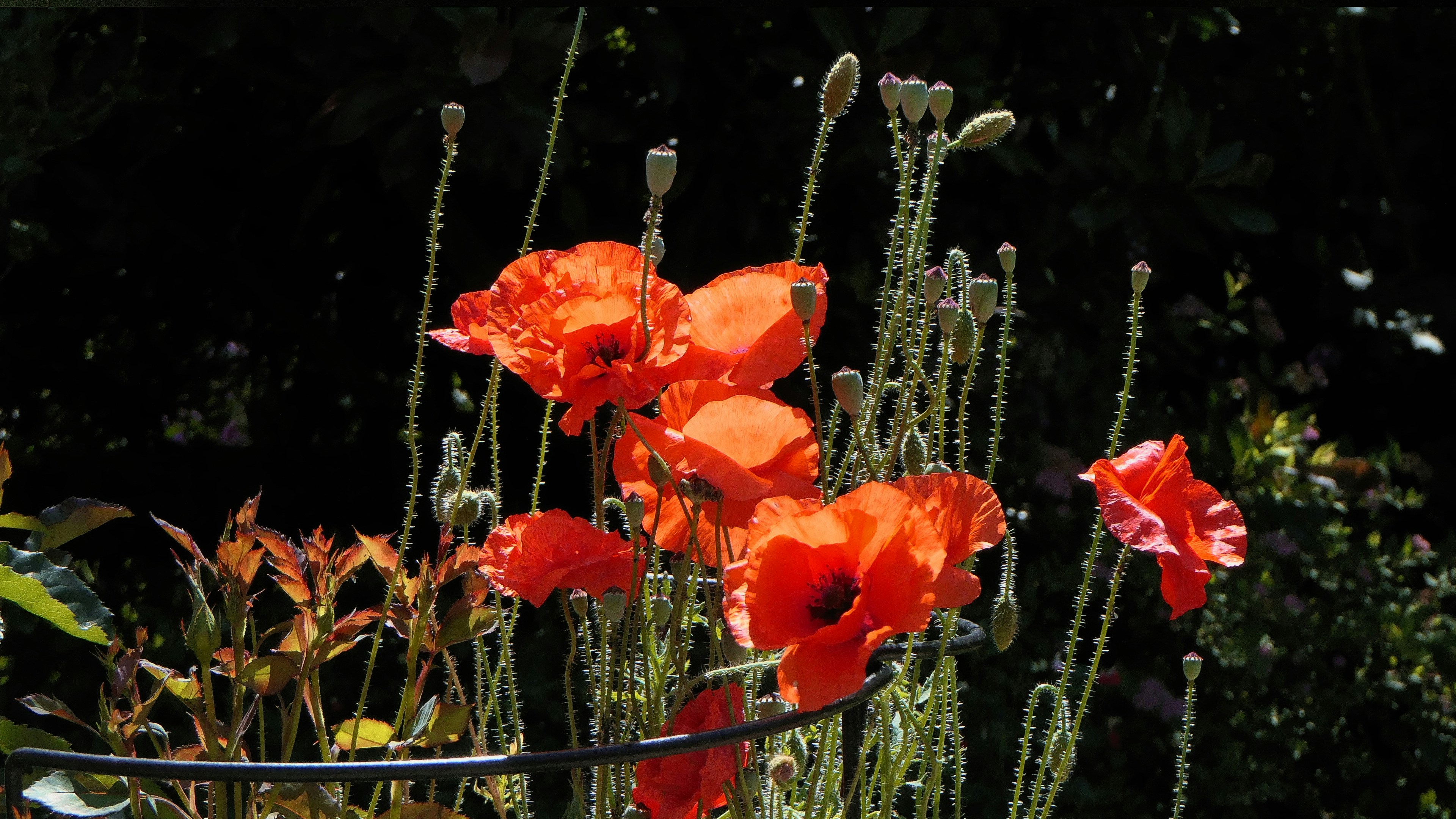 Bright orange poppies surrounded by tall green stems in a lush garden setting. The flowers display vivid colors against a dark background.