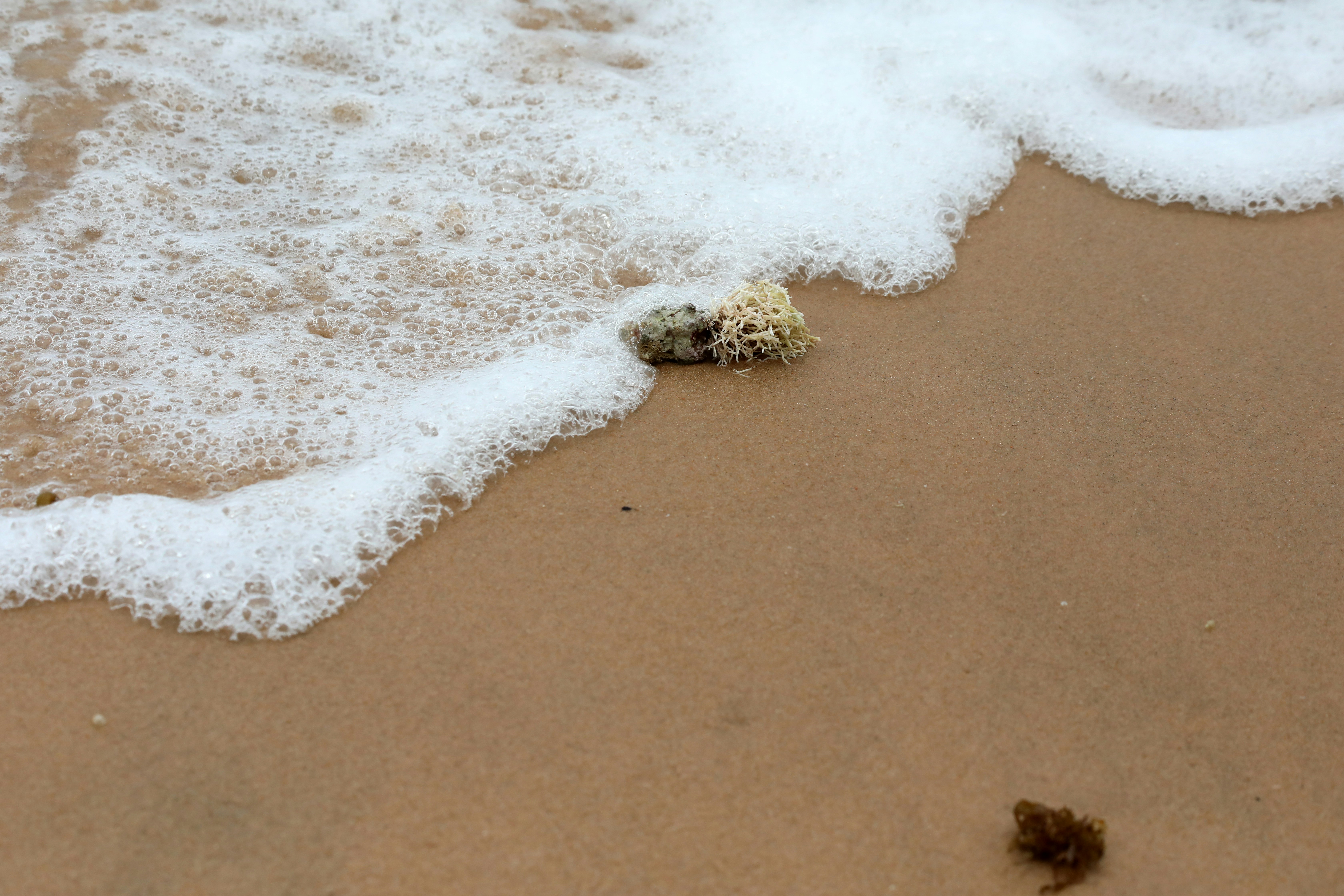 Fractured Coral at the Tide's Edge