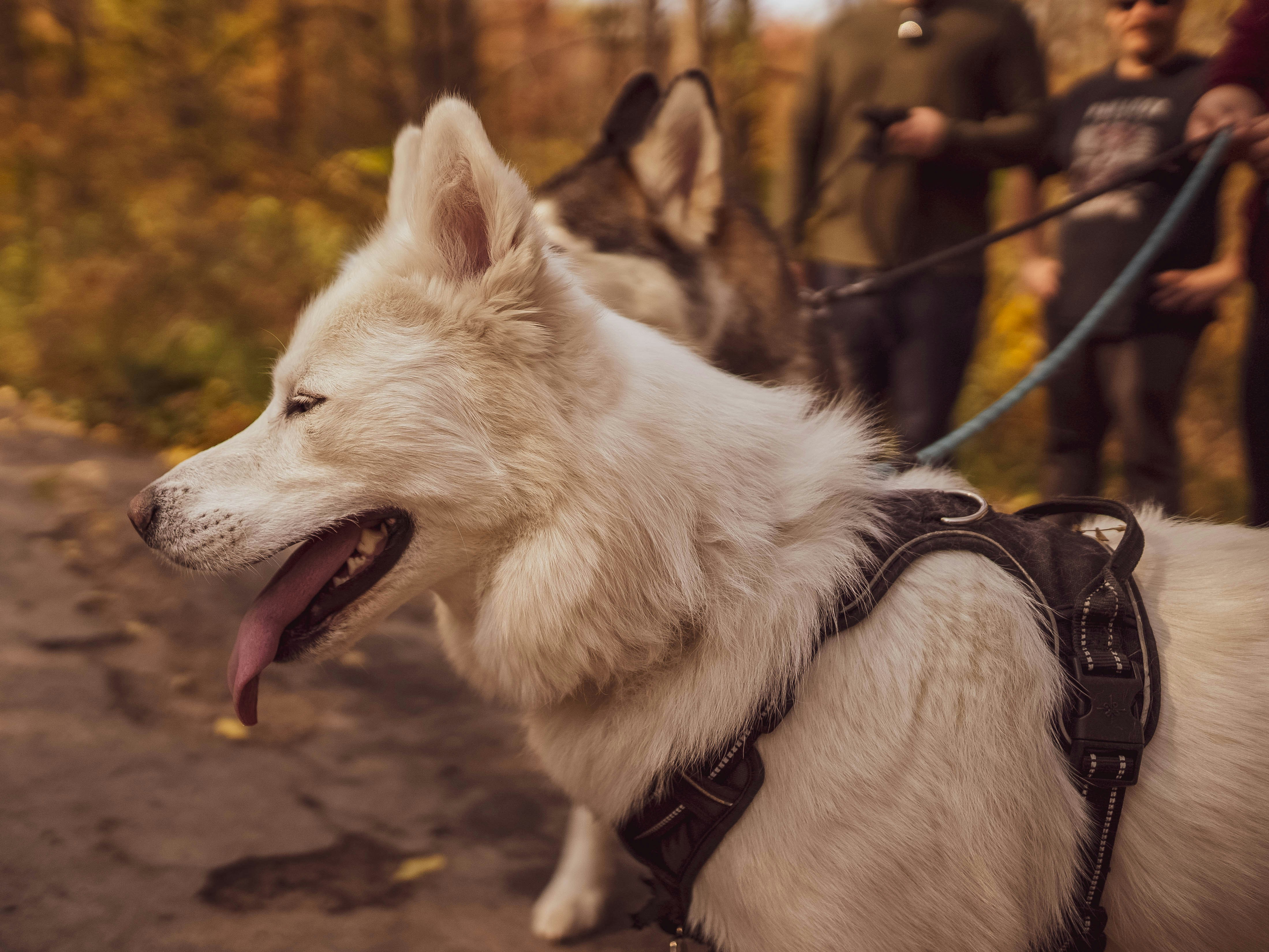 white and brown siberian husky