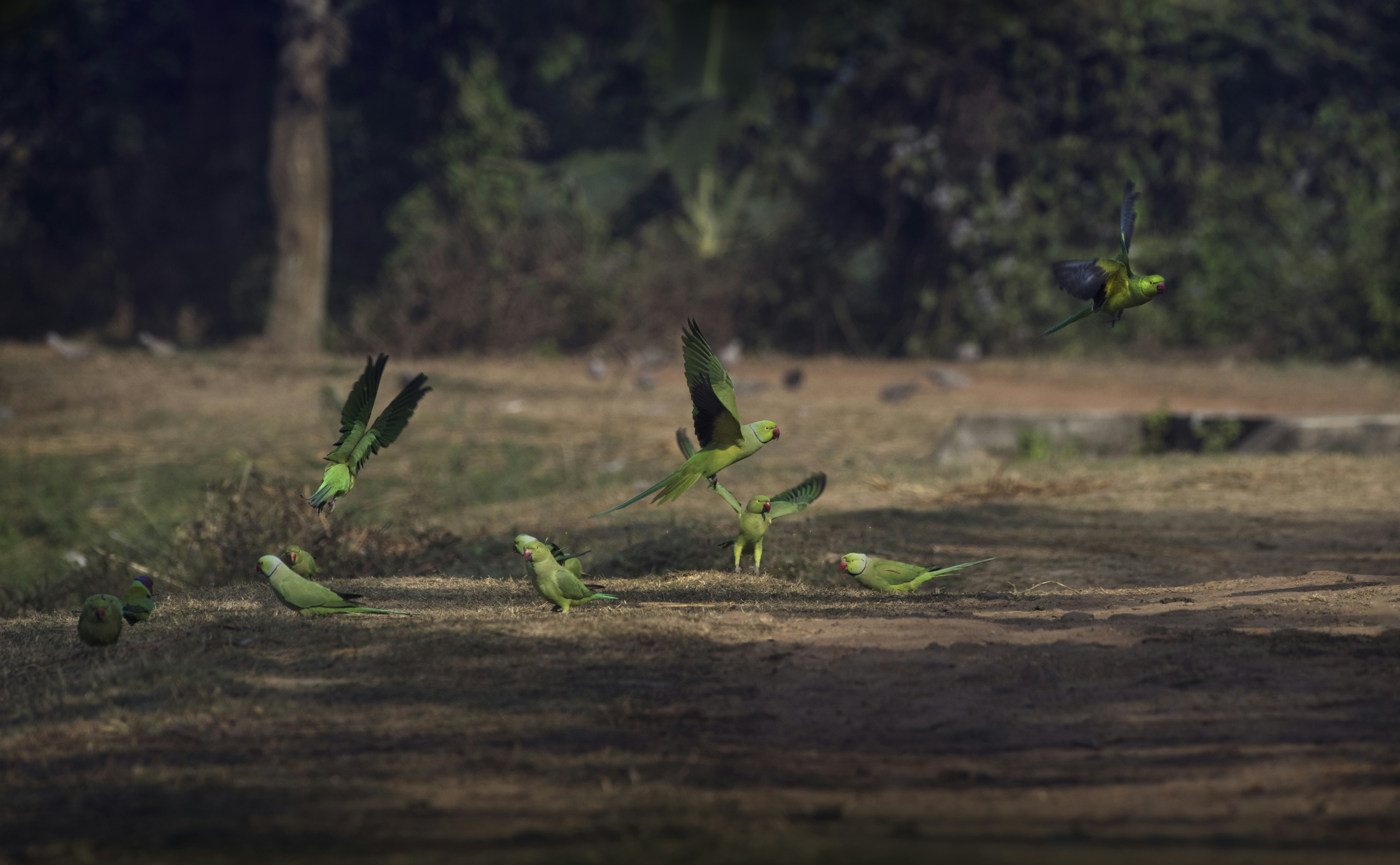 Rush of Green in the Dust: Parrots Take Flight