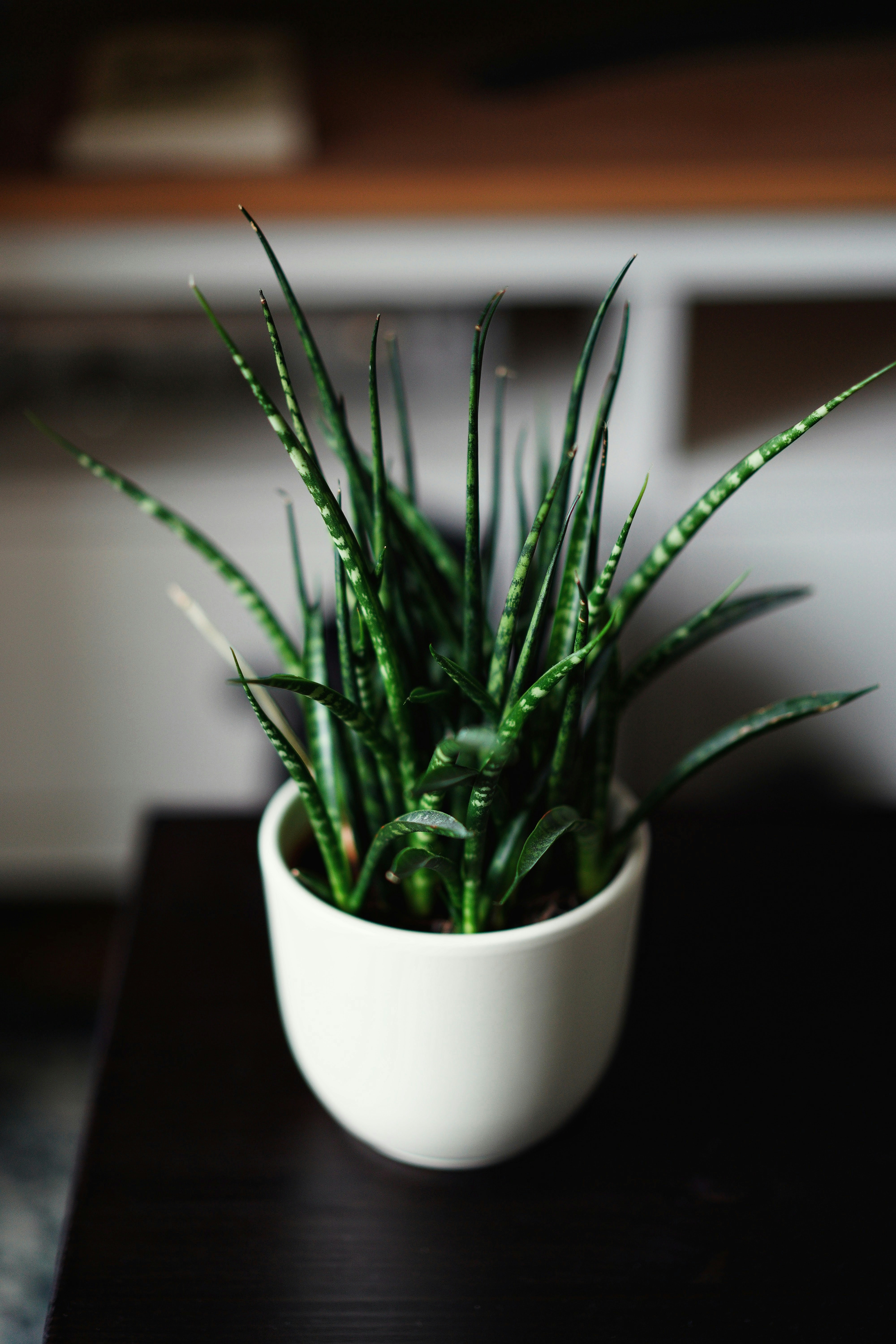 Sansevieria plant in a minimalist white pot, showcasing lush green leaves with striking patterns. Perfectly positioned on a dark wooden table.