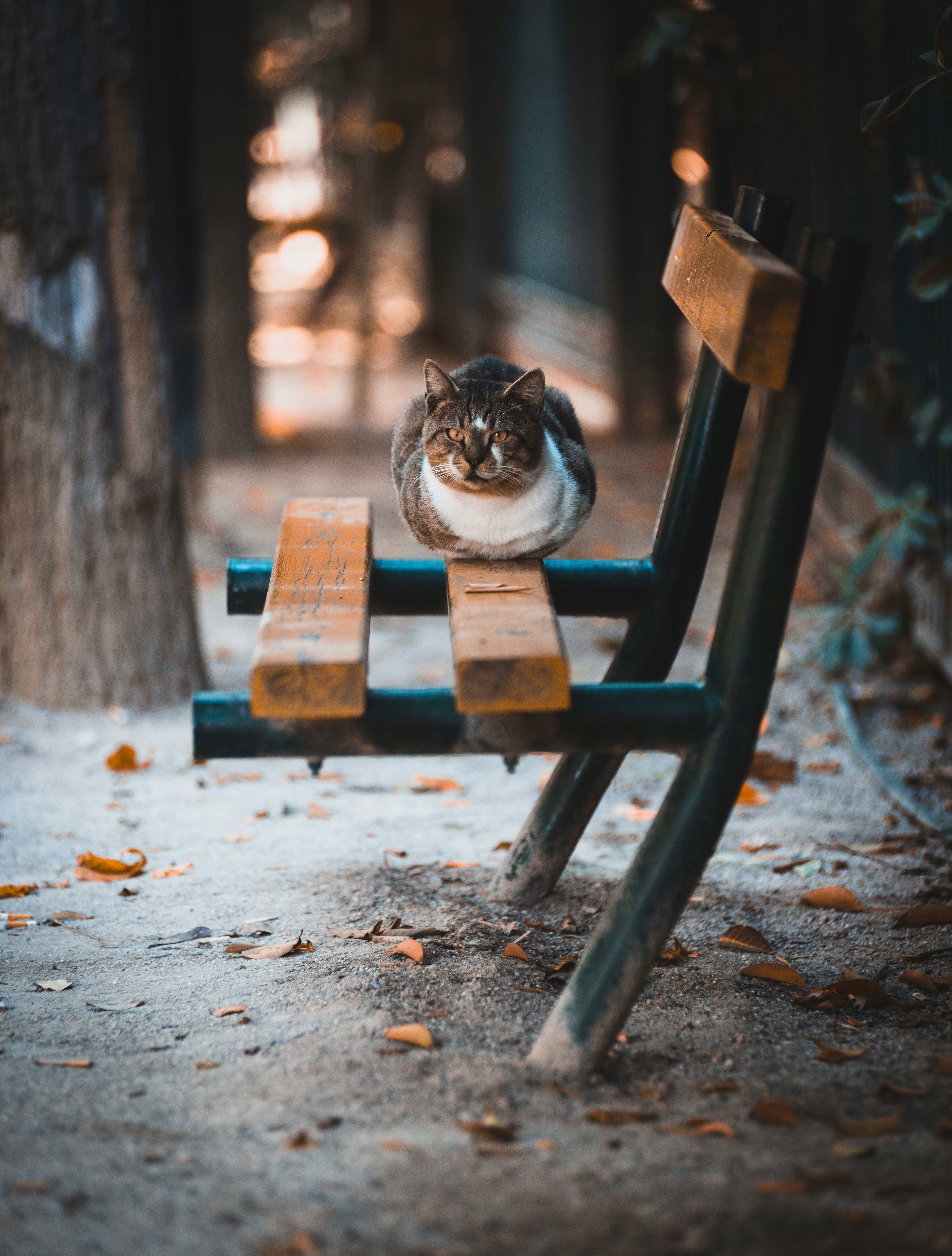 Midday Whisper: Cat on a Park Bench Surrounded by Autumn Light