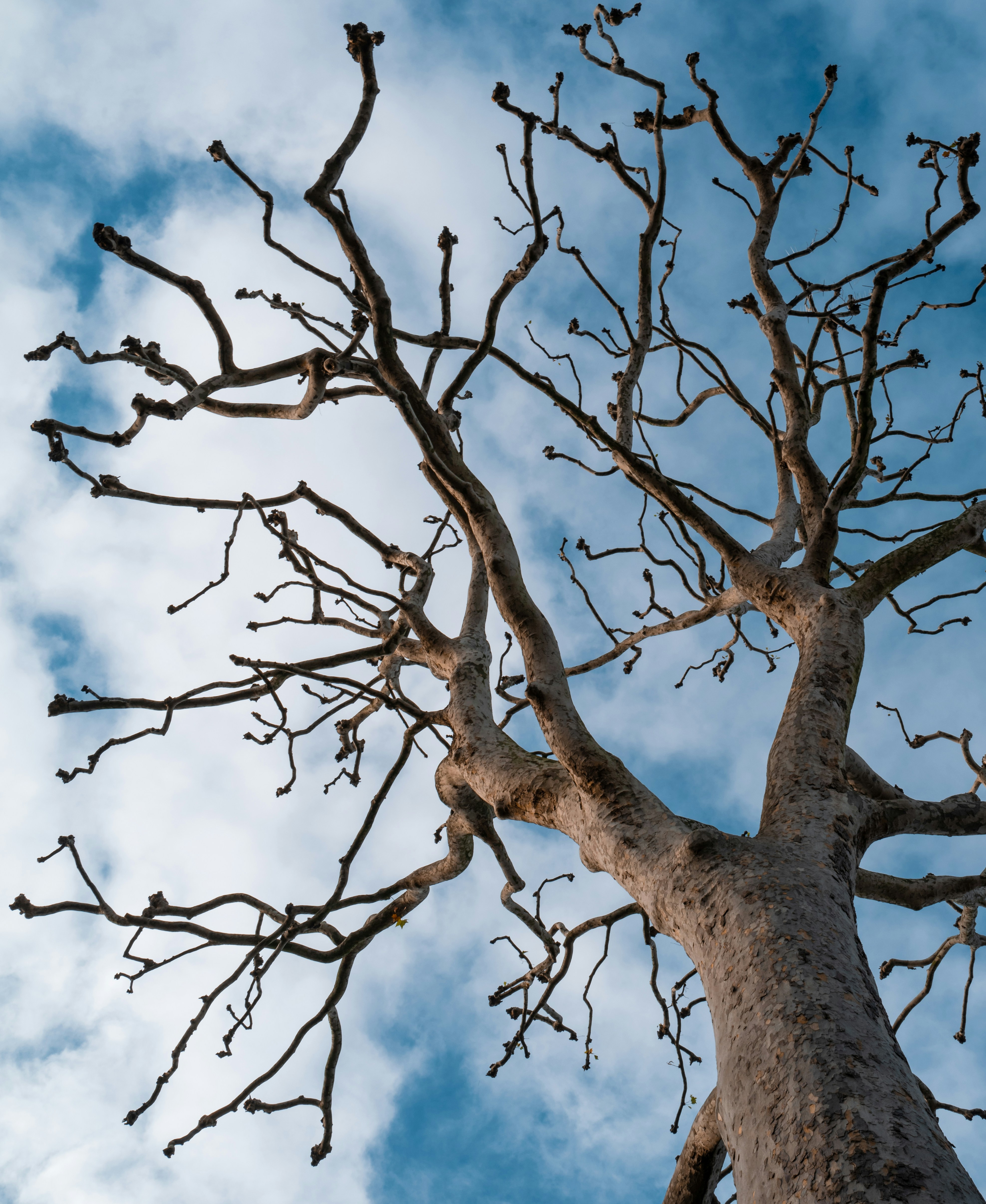 A leafless tree stretches its gnarled branches against a backdrop of blue sky and wispy clouds.