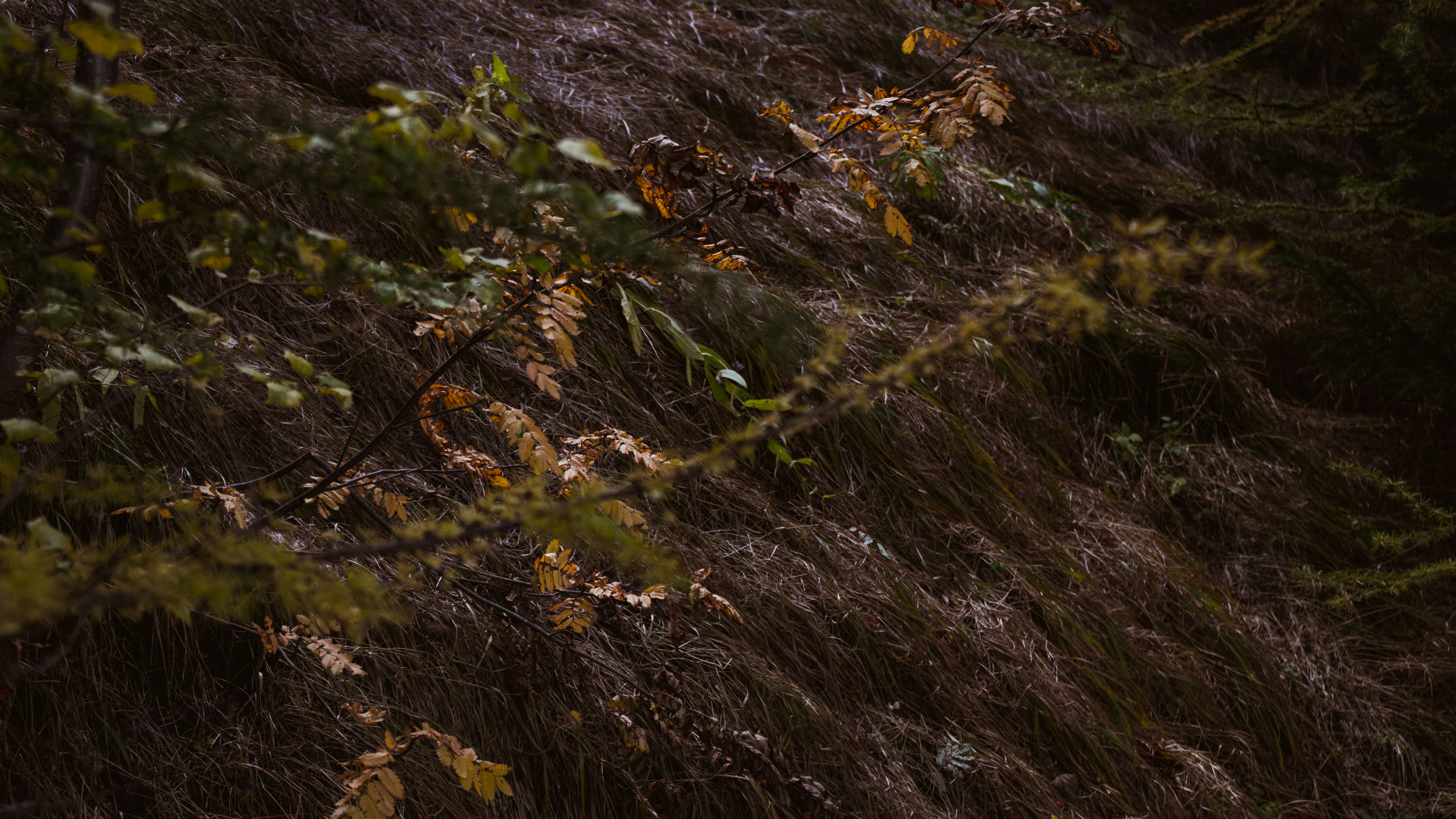 Autumnal Forest Slope: Dappled Light on a Quiet Ridge