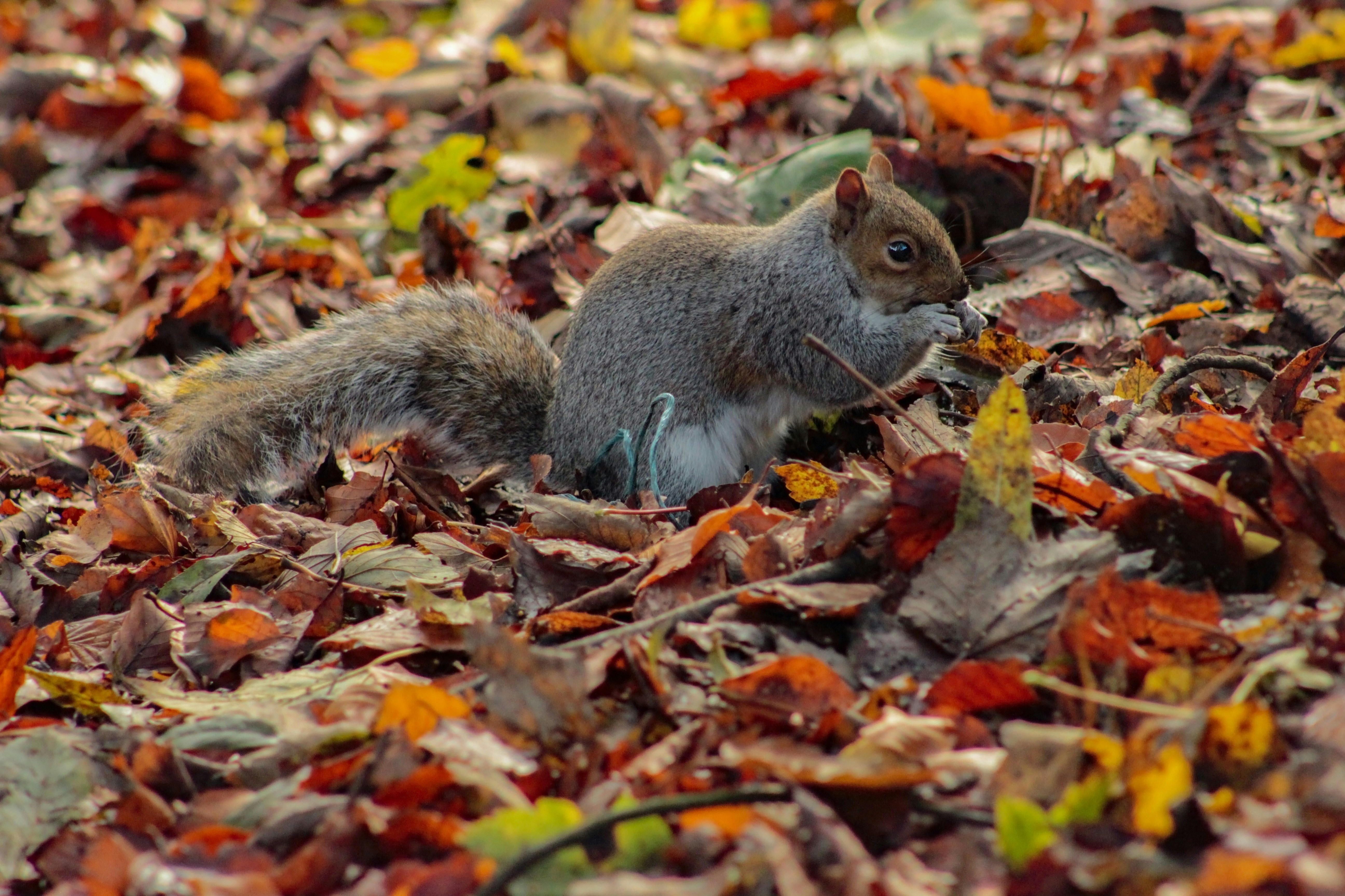 Squirrel nestled in vibrant autumn leaves, searching for food.
