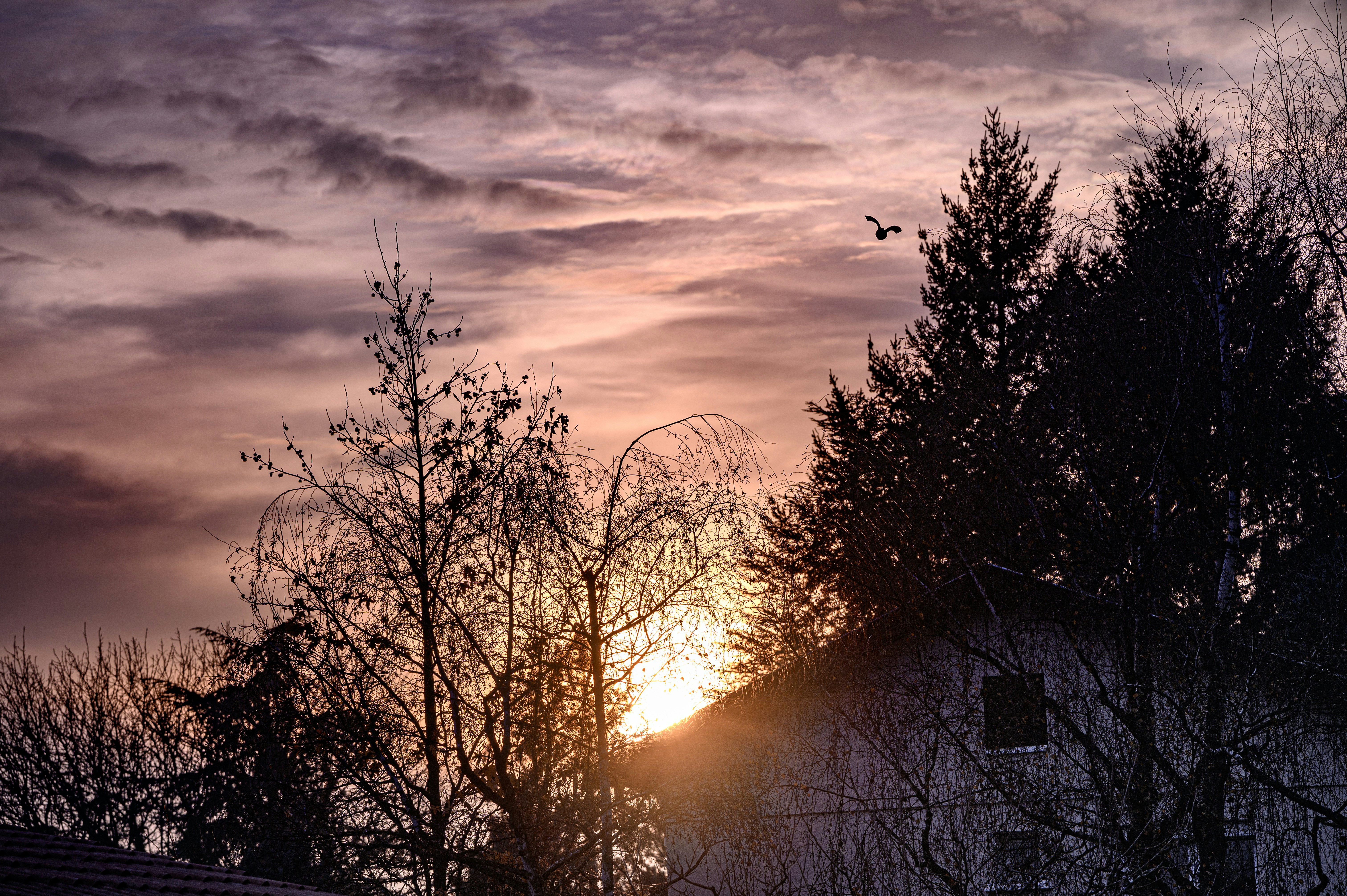 Golden Hour Between Pines: Sunset Drapes a Quiet Rooftop Silhouette