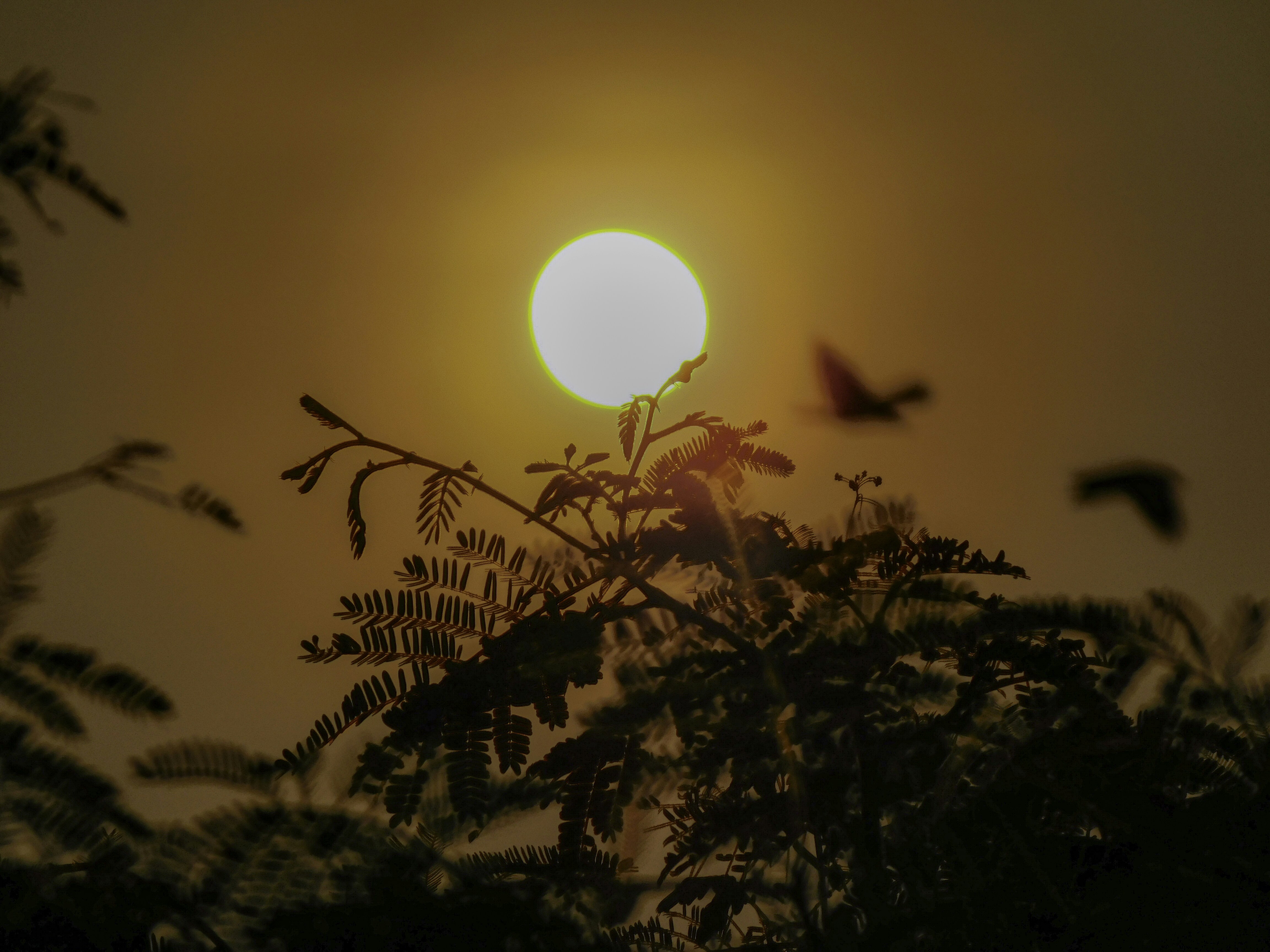 Photograph of the sun setting behind delicate fern fronds, casting a warm, hazy glow. Foreground silhouettes frame the bright orb, creating a moody sunset scene.