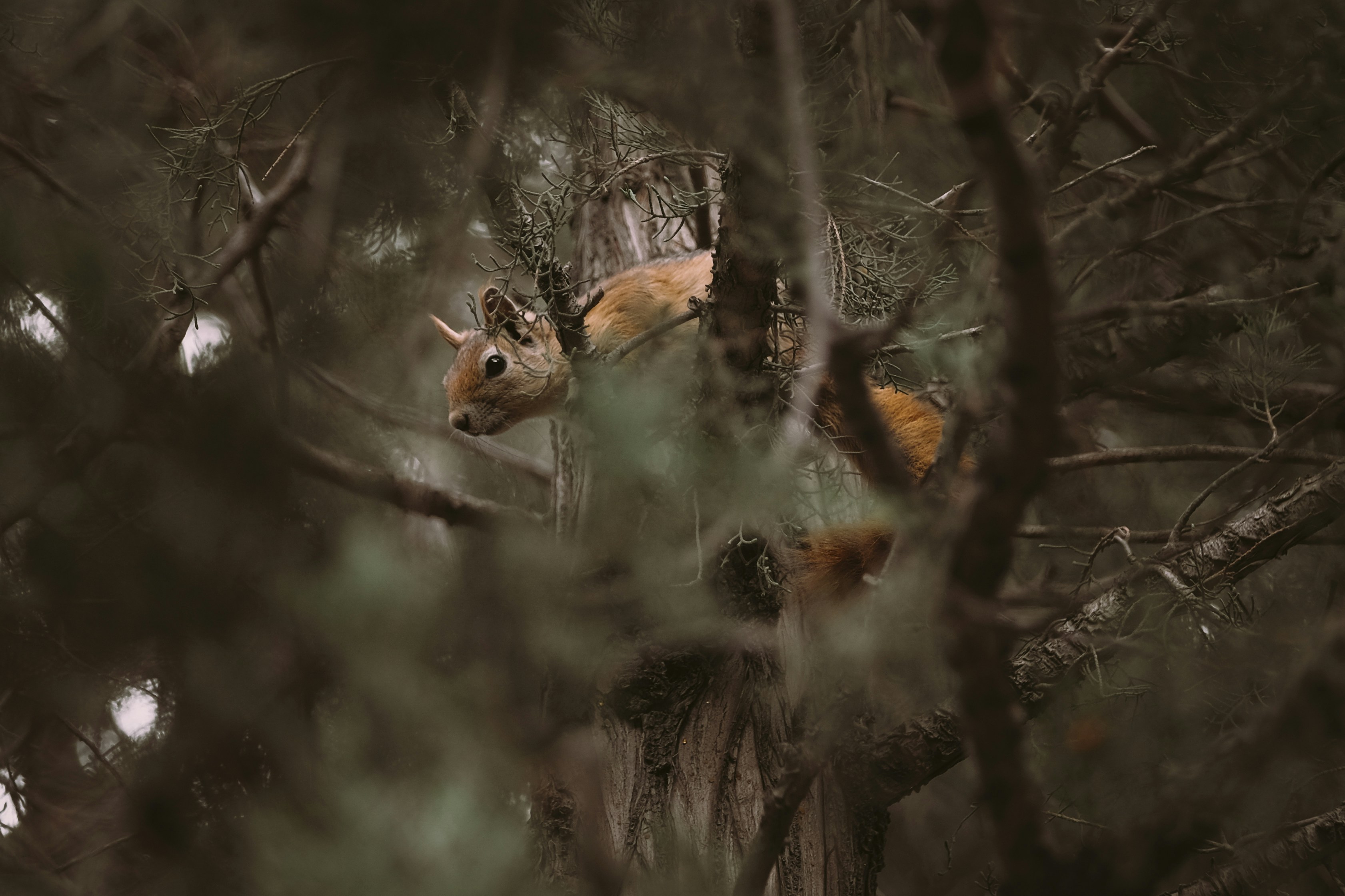Hidden Encounter: A Squirrel Peeks Through Pine Thickets