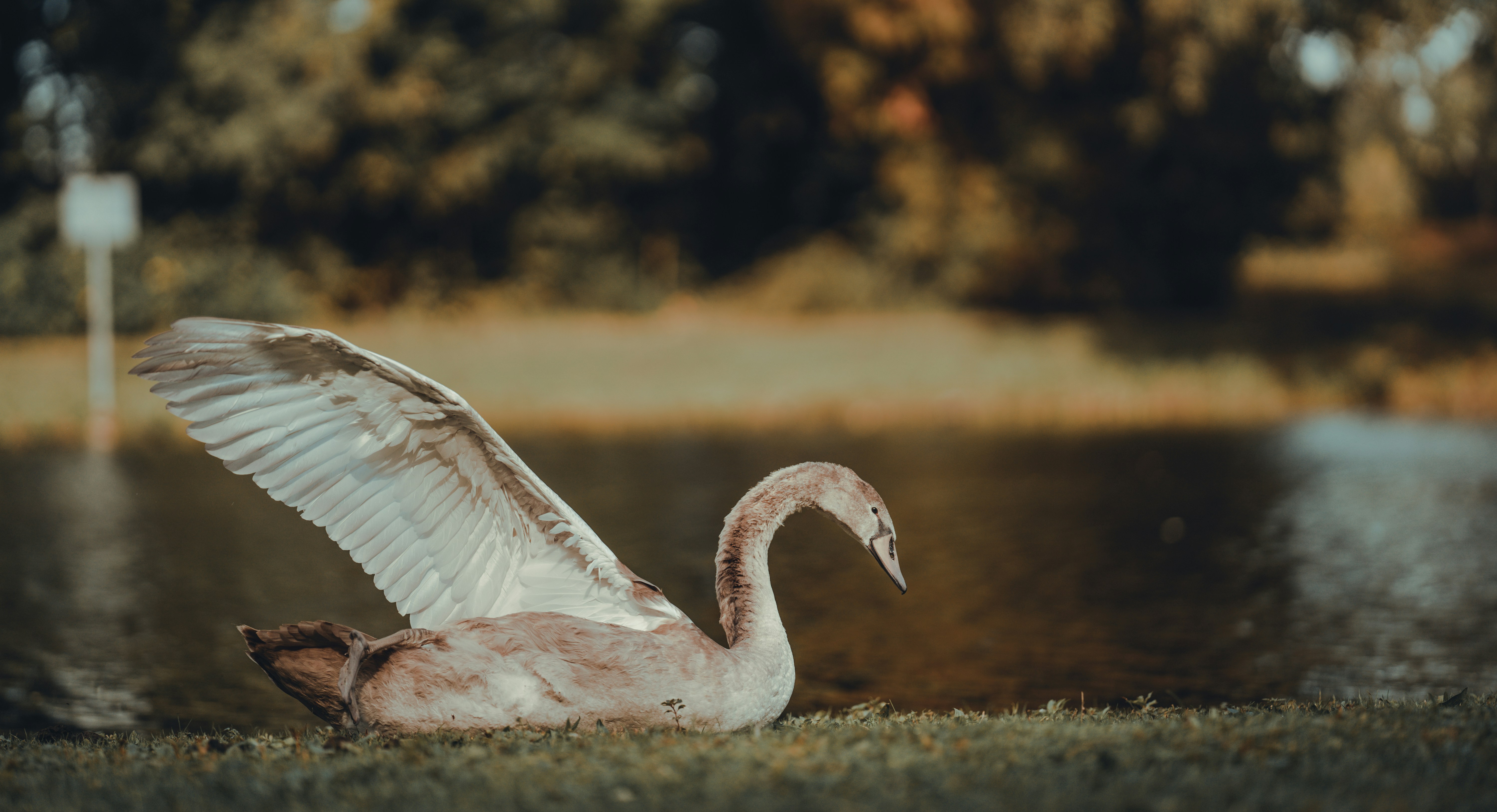 Winged Spotlight at Golden Hour: Swan Graces the Lakeside