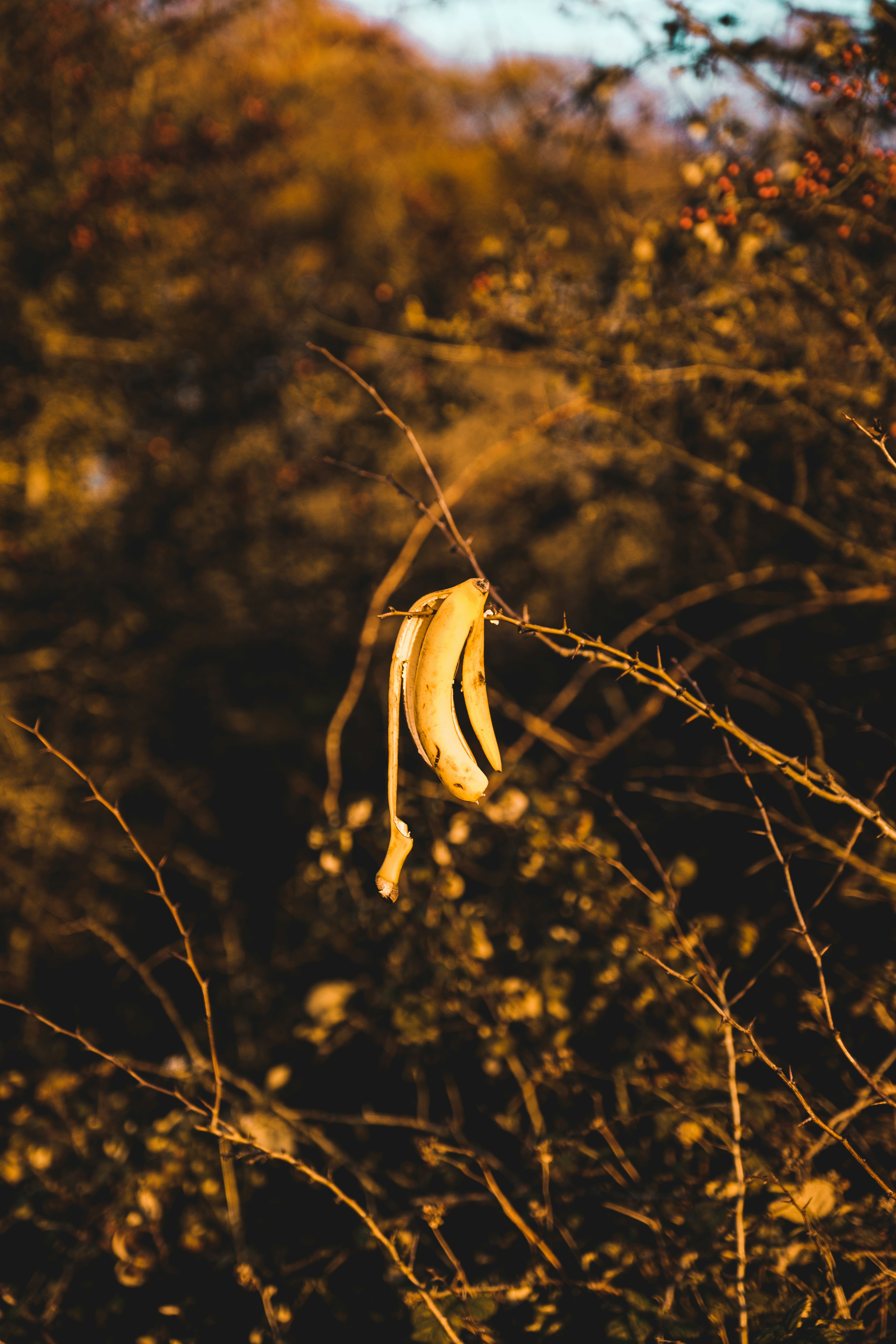 Amber Pendant in the Thicket: A Banana Suspended Among Autumn Branches