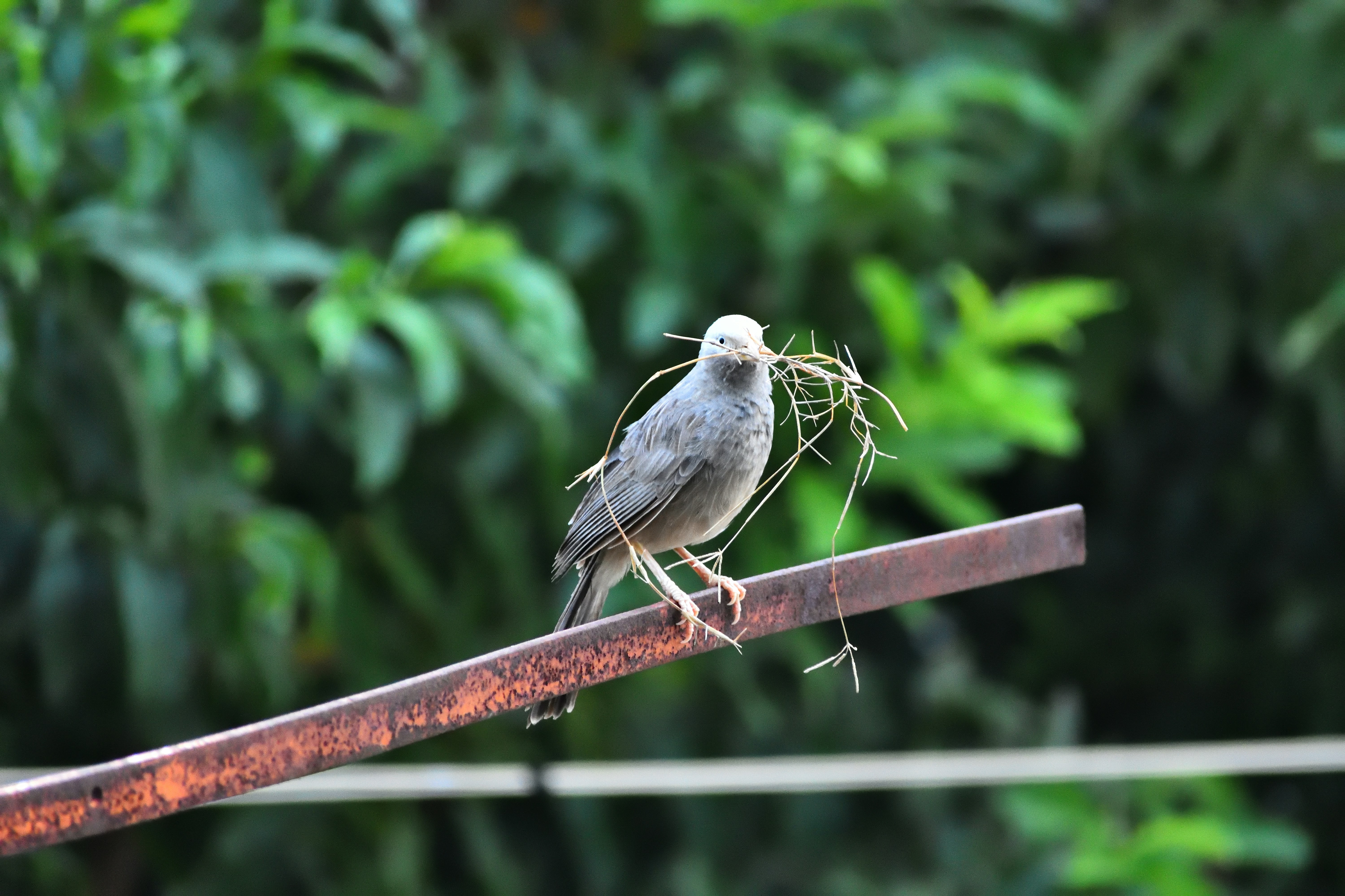 A gray bird skillfully balancing on a metal rod while gathering twigs for its nest. Lush greenery serves as a vibrant backdrop.
