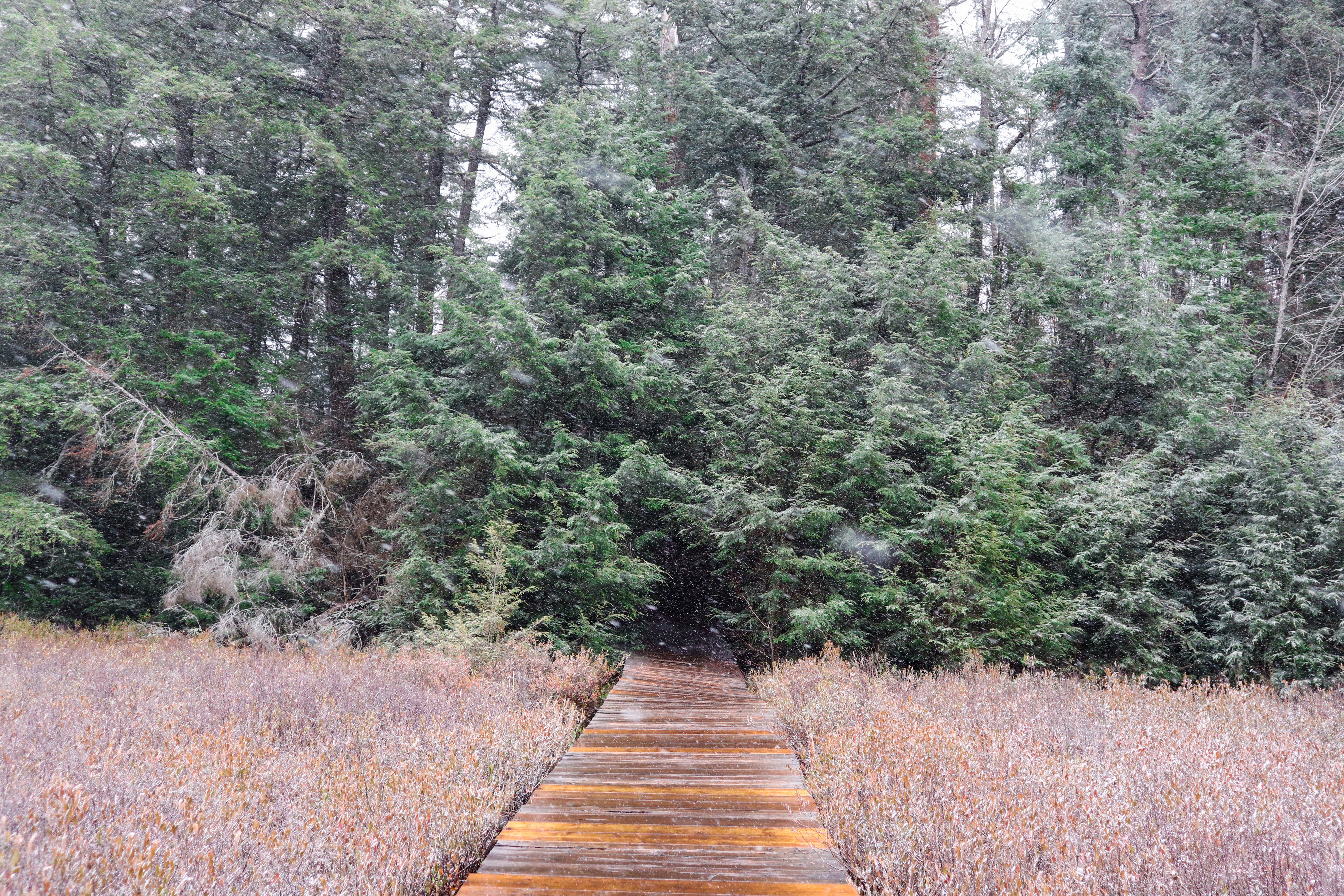 Wooden Boardwalk Reaching a Conifer Gateway