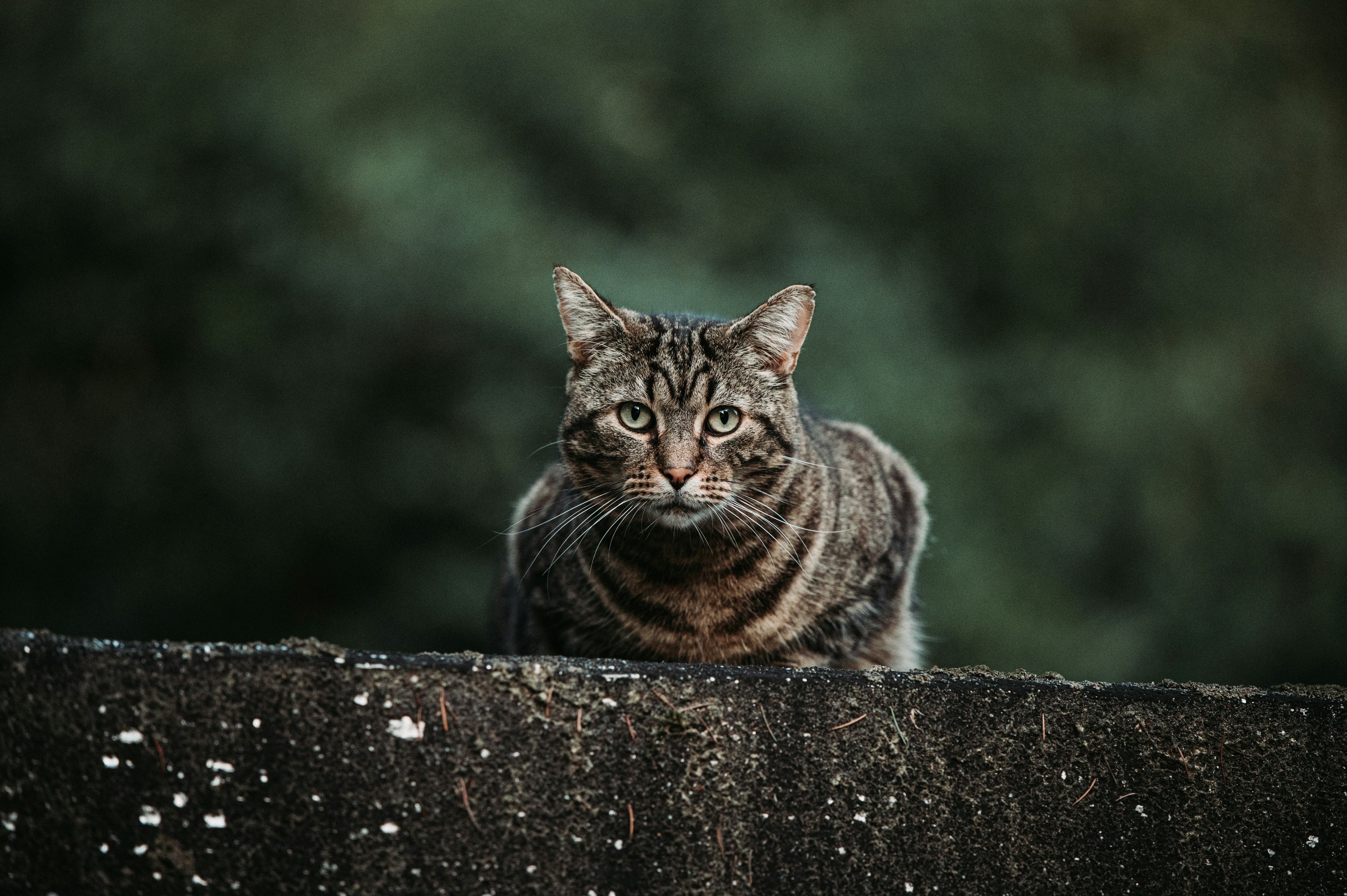 Tabby cat perched on a mossy stone wall against a blurred green background.
