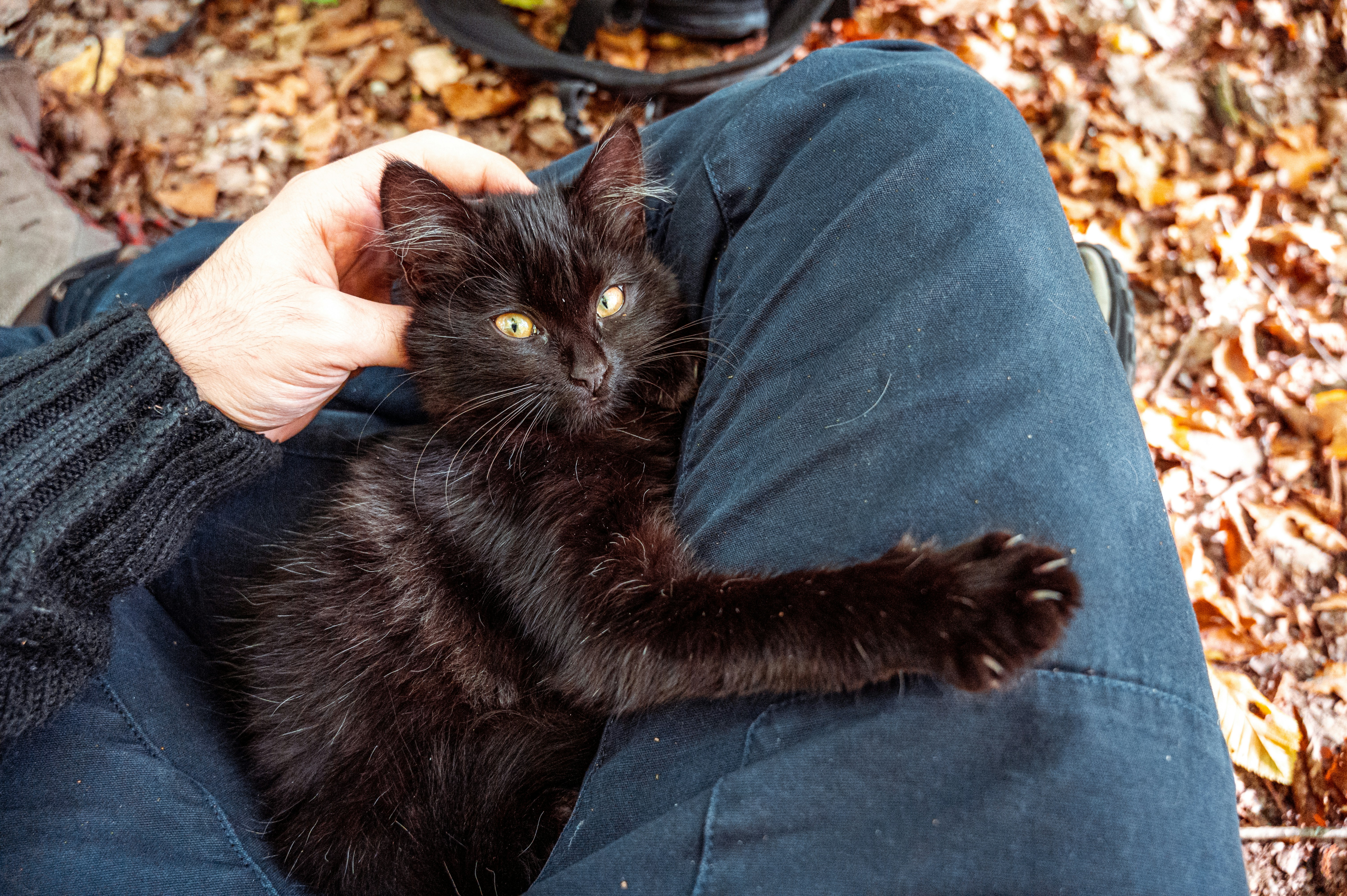 Lapbound Whiskers: A Quiet Moment on Autumn Leaves