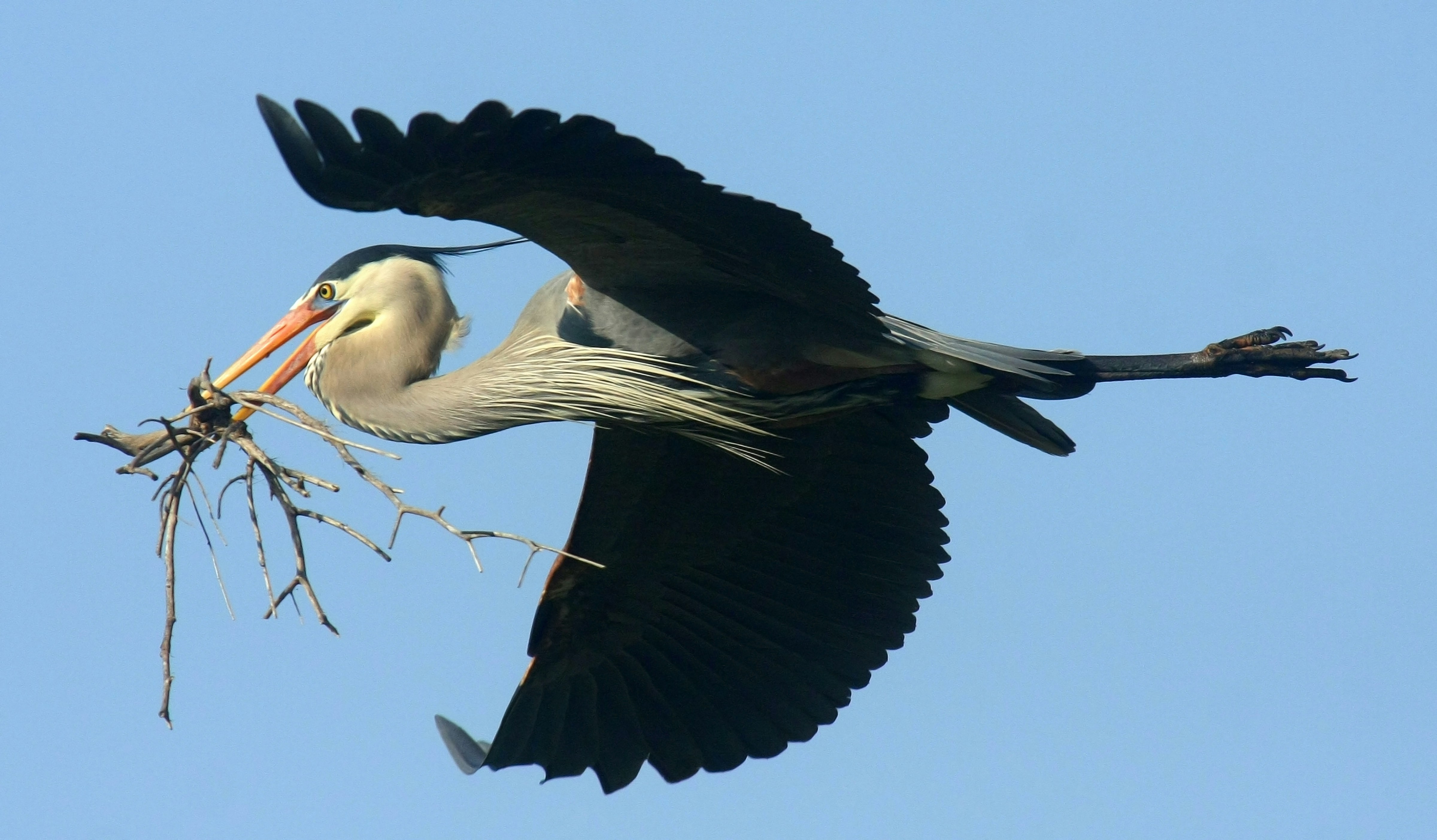 Pelican in Flight, Clutching a Twig Nest Under a Clear Sky