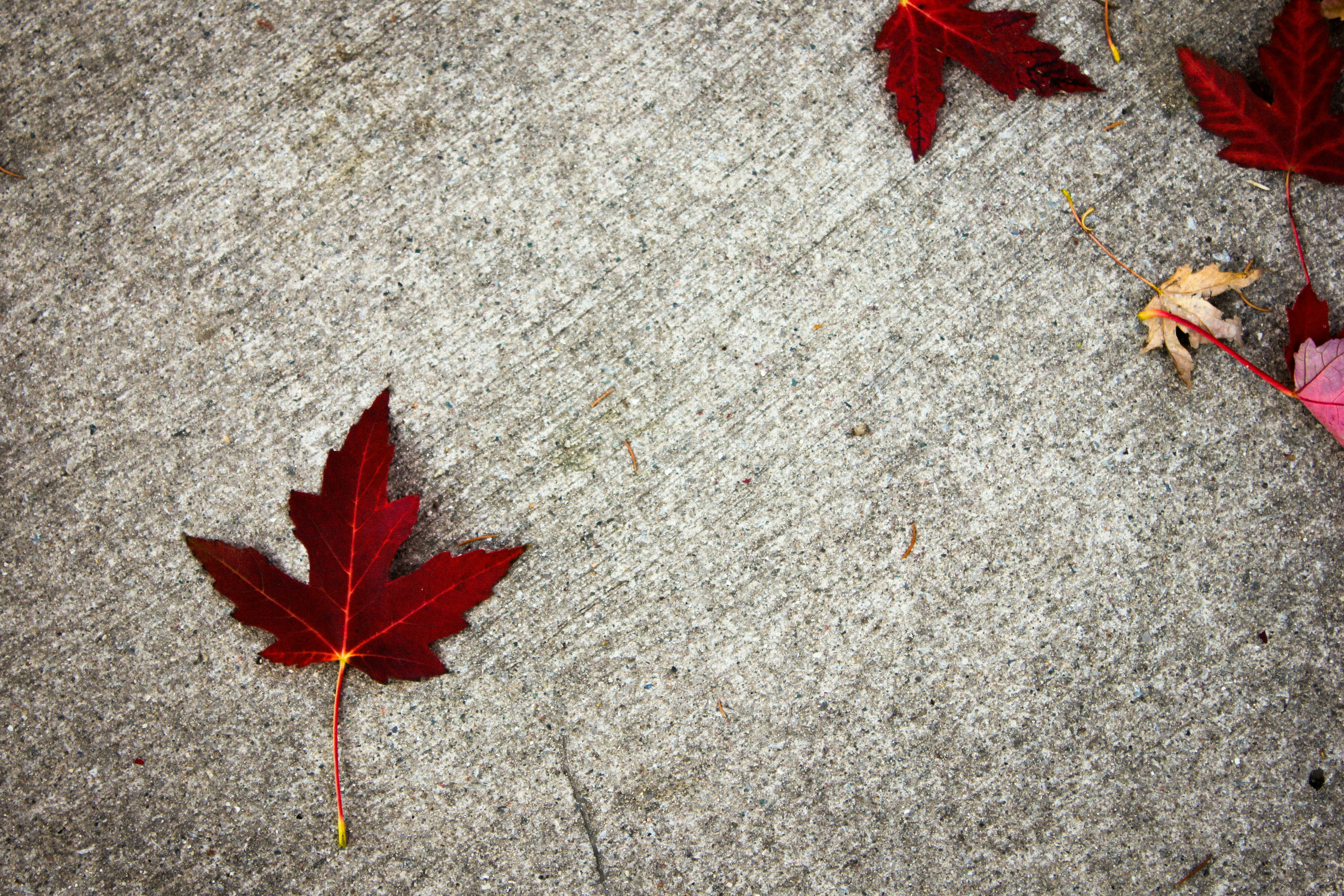 Red maple leaf on gray concrete floor photo – Free Grey Image on Unsplash
