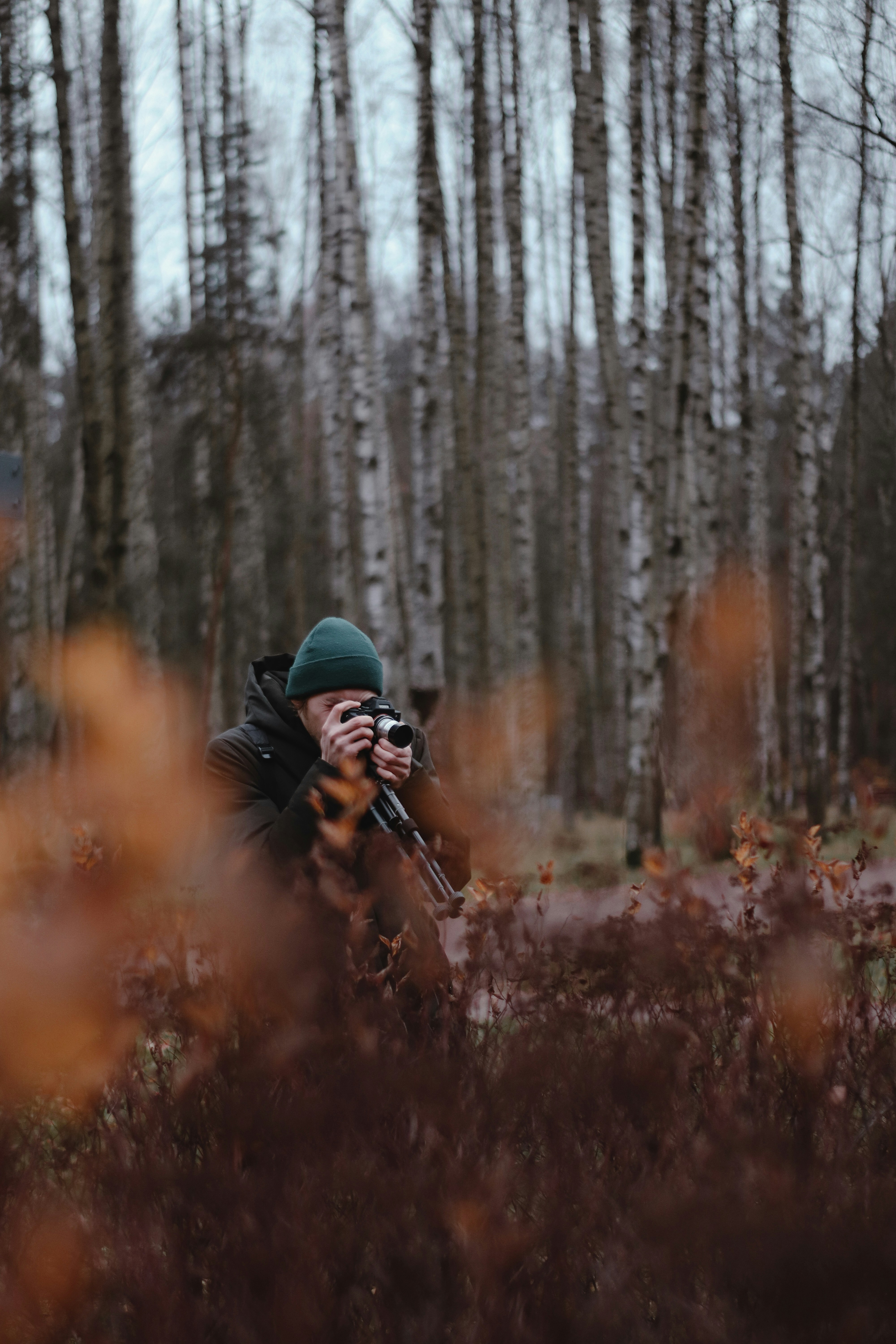 Through the Birch Corridor: A Lone Photographer Aims in Autumnal Quiet