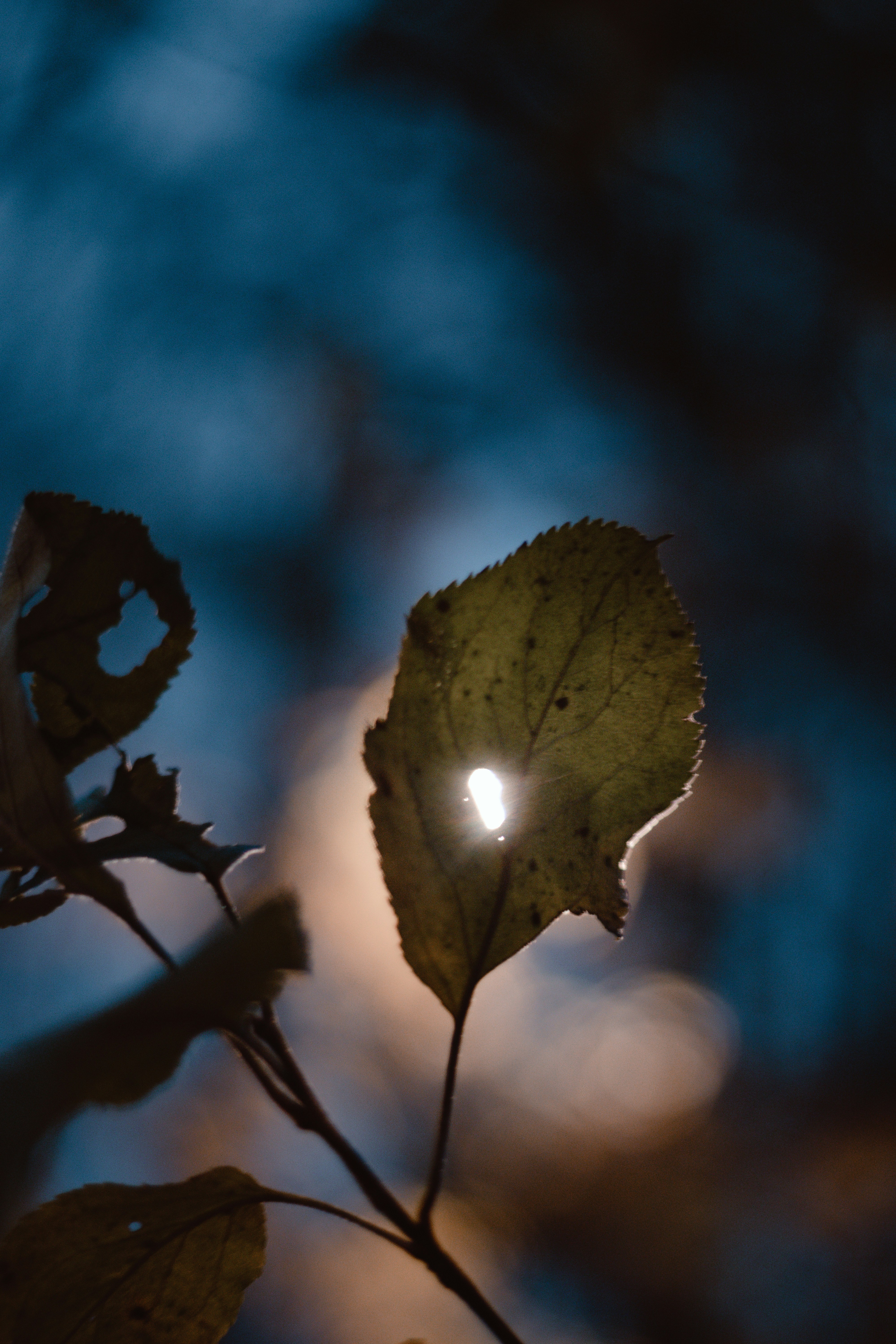 A Sole Leaf Wreathed in Indigo Glow