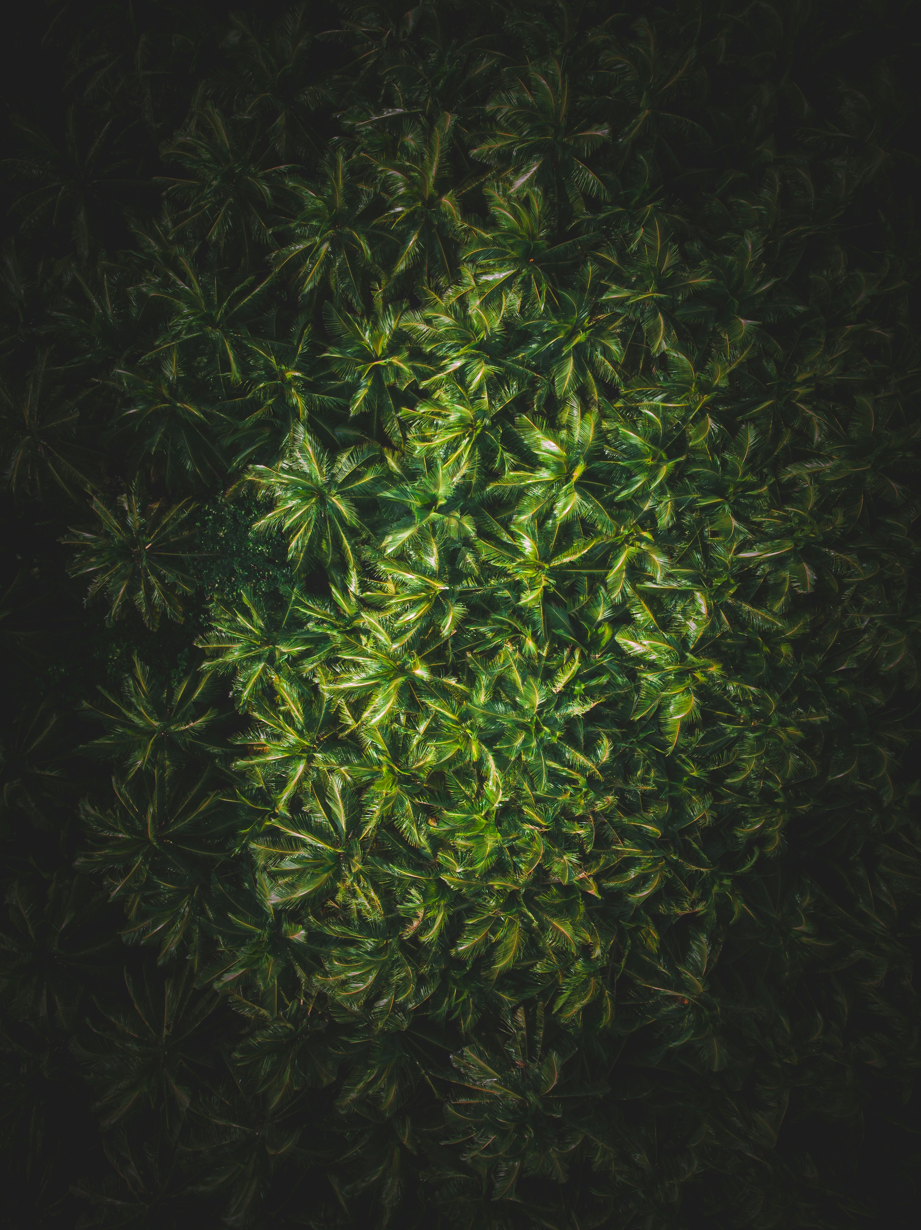 Canopy Constellation: Aerial View Over Dense Palm Tops
