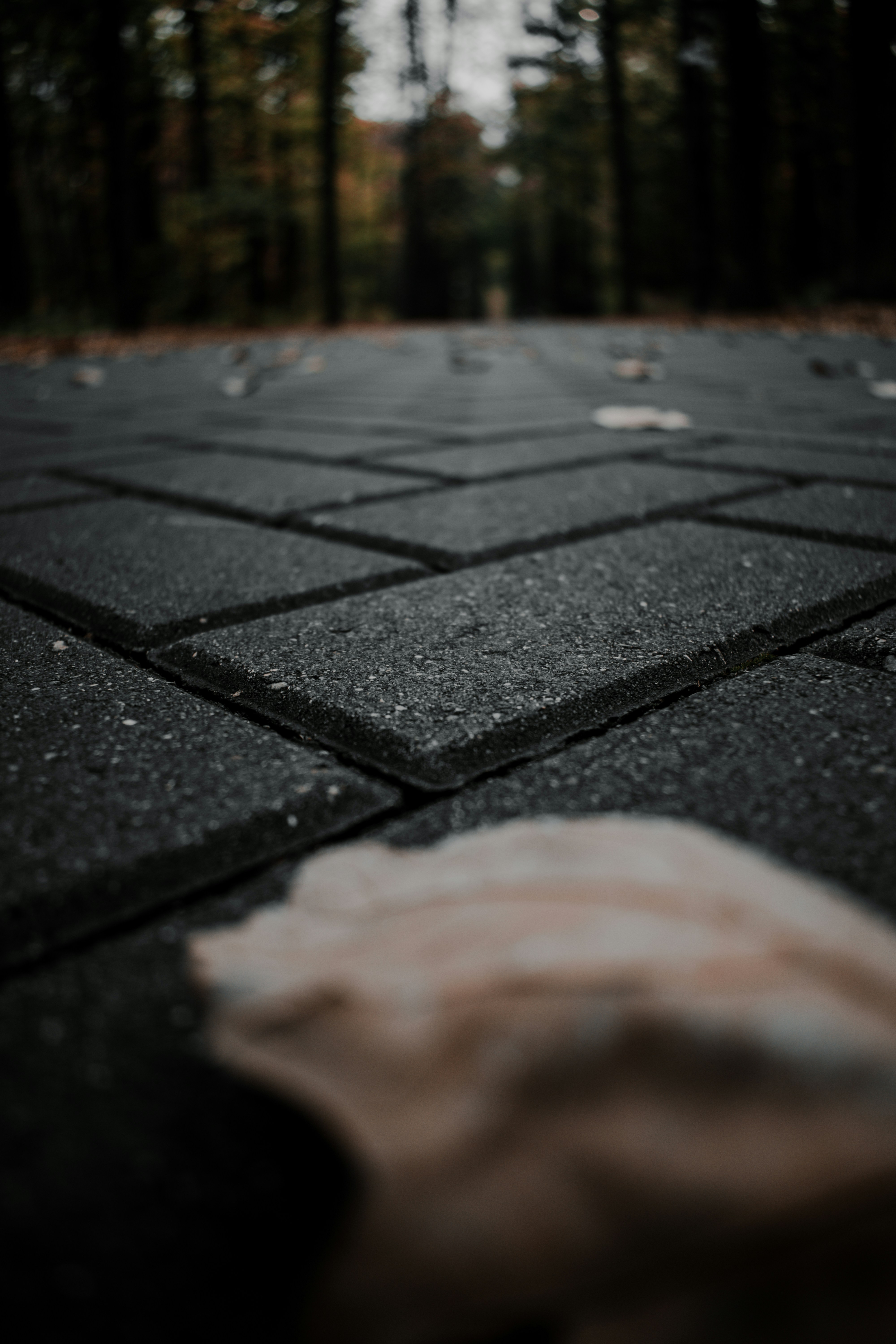 Close-up of a textured pathway with scattered leaves, leading through a serene forest setting.