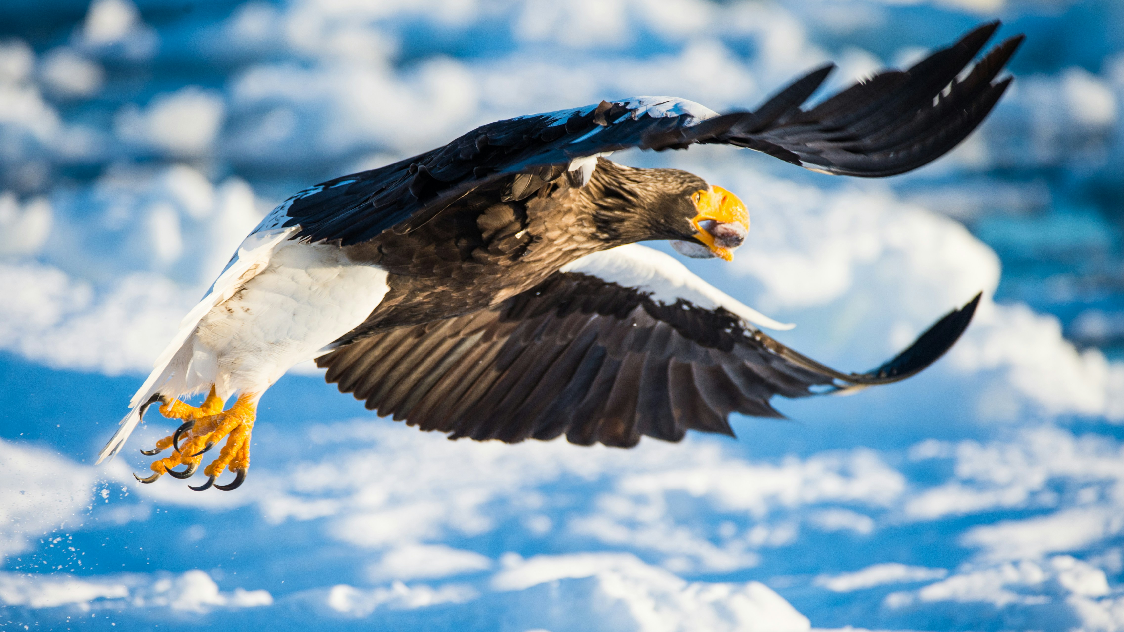A Steller's sea eagle soaring above a frozen landscape, showcasing its powerful wings and striking features against a backdrop of ice and snow.