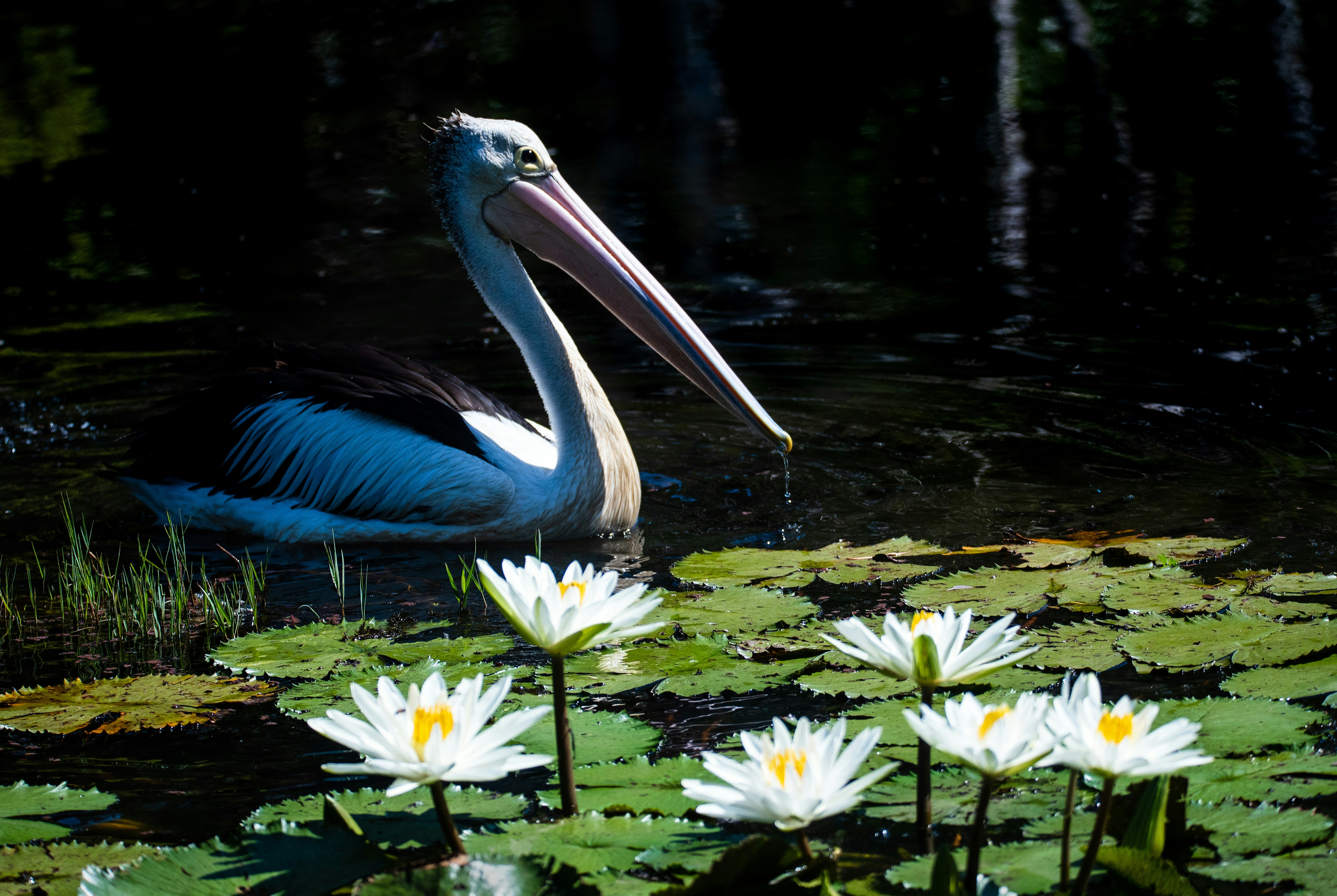 A pelican swims past some water lily flowers at Freshwater lake in Australia.