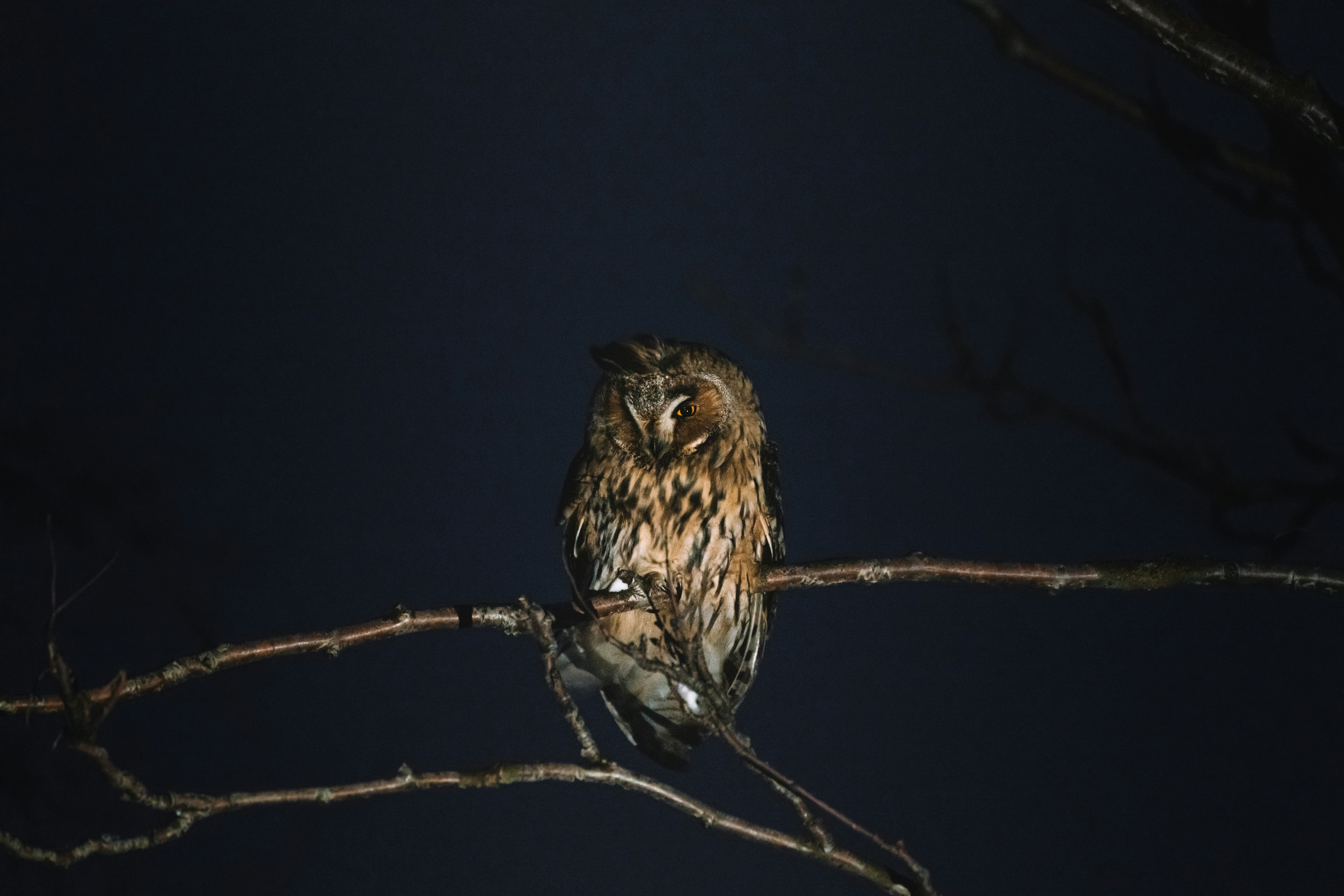 A majestic owl perched on a branch, blending seamlessly with the dark night backdrop. Its keen gaze reflects the mysteries of the twilight world.