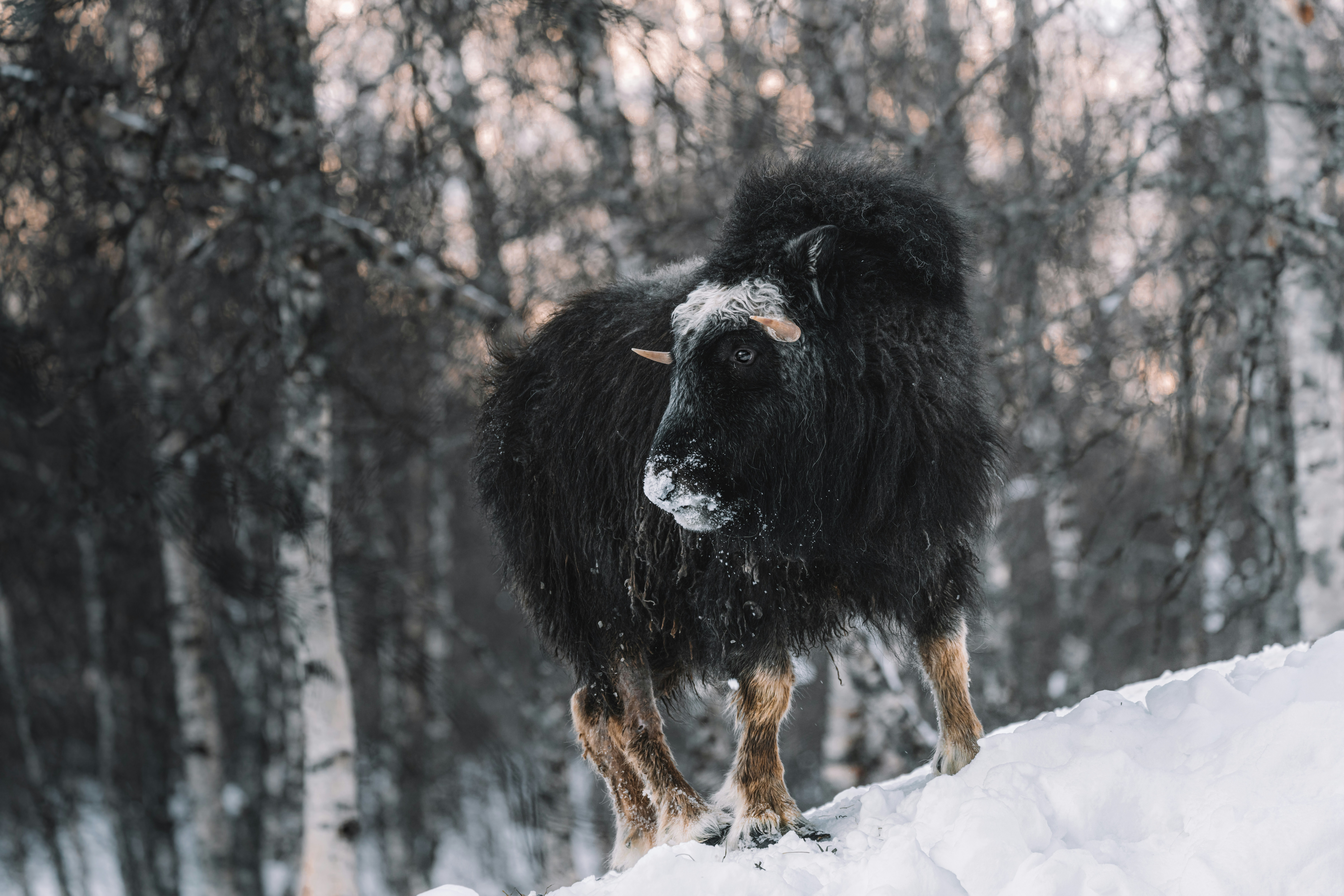 Muskox standing on a snowy slope, surrounded by birch trees in a serene winter landscape.