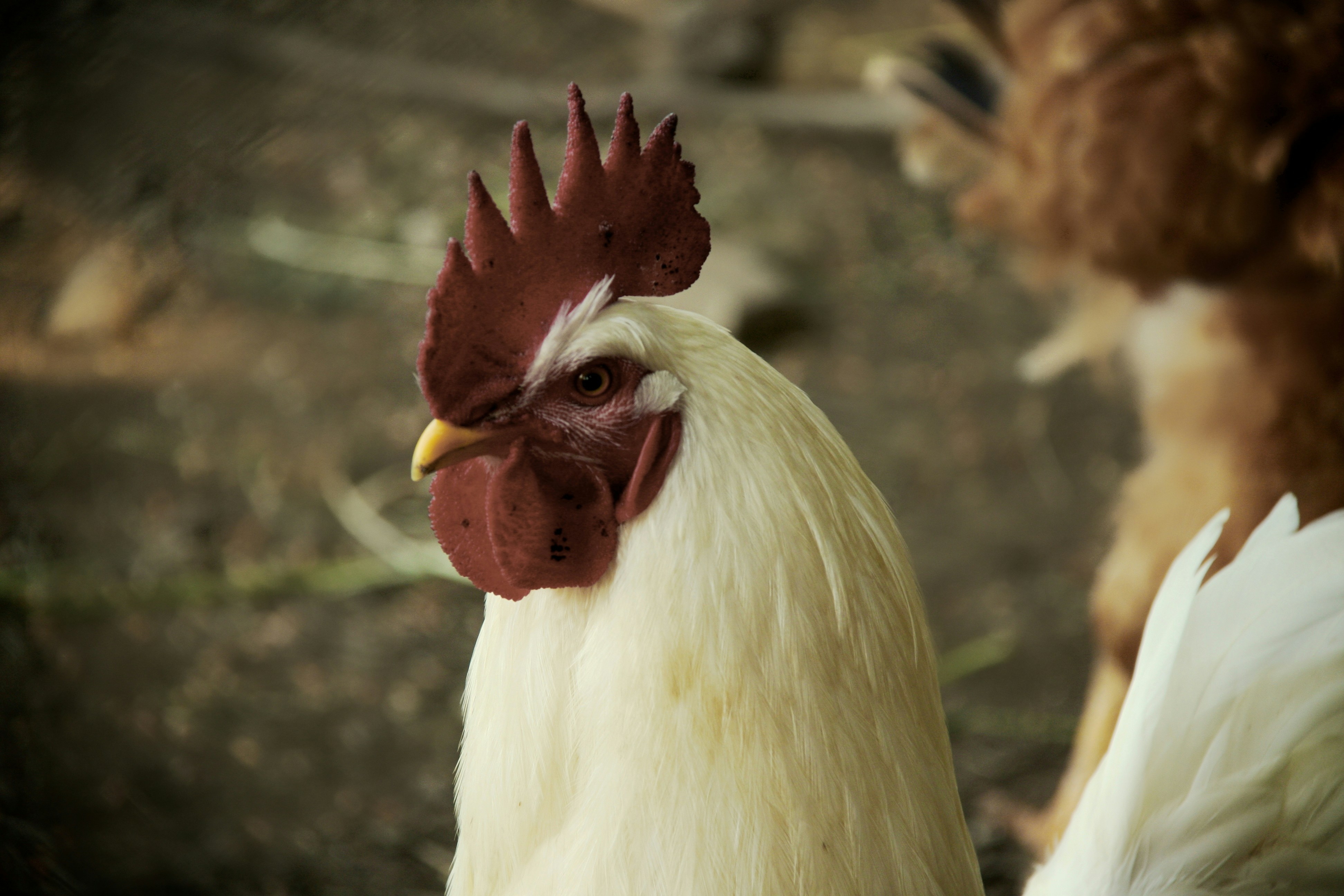 Morning Gaze: Red Crest, White Plumage in a Quiet Farmyard