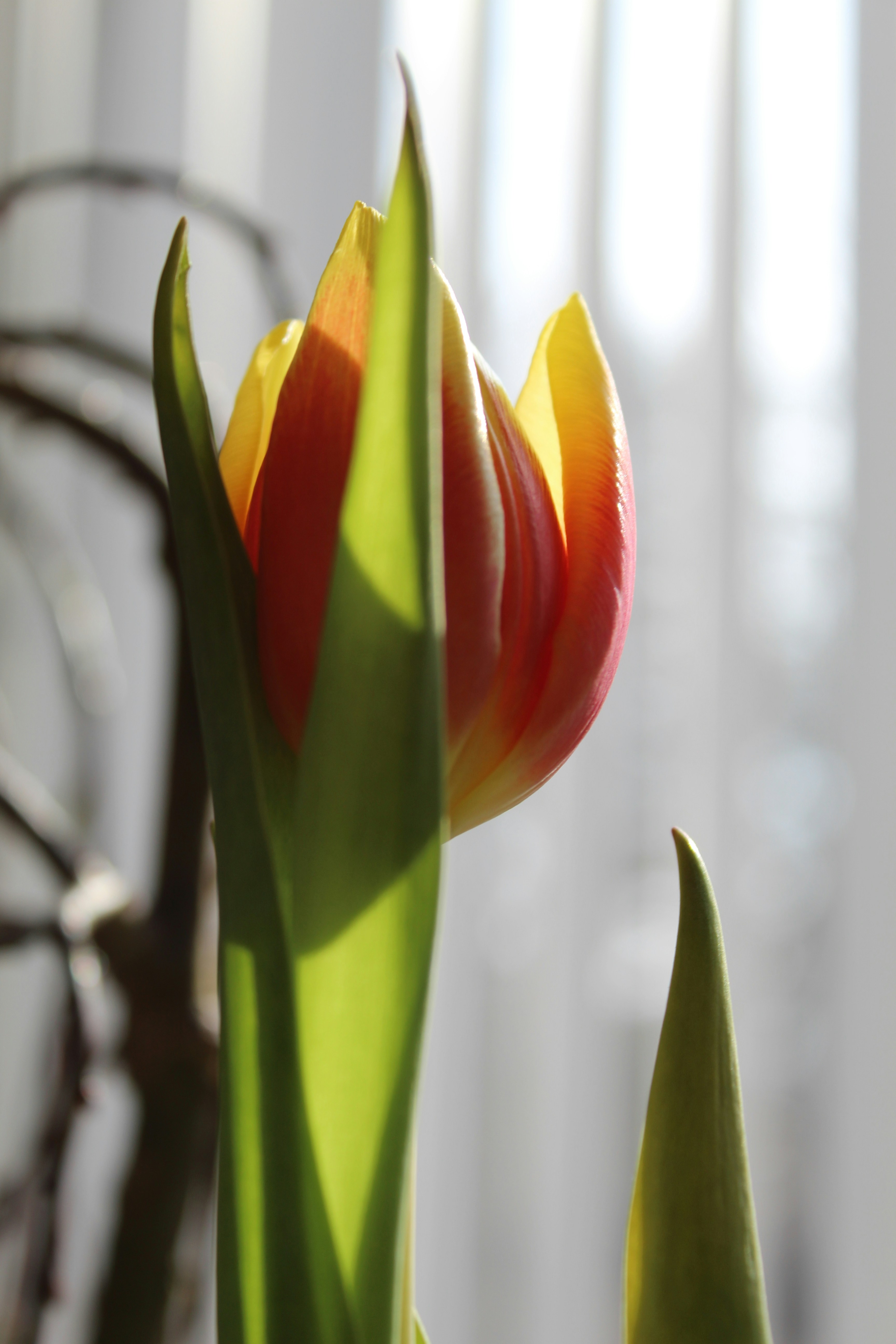 Crimson Tulip Unfolds in Backlit Morning Light