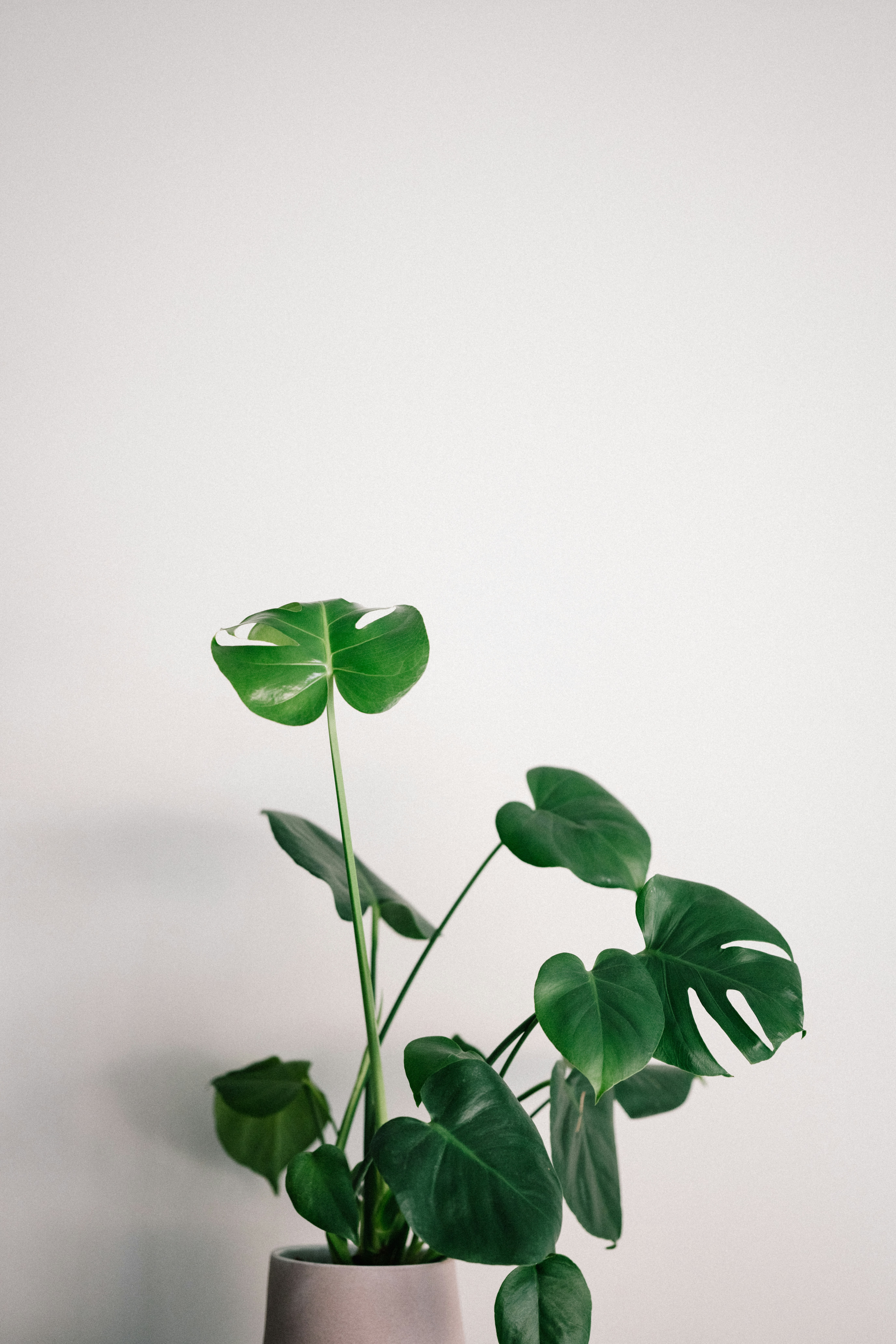 Monstera plant with large split leaves sits in a simple pot against a blank white wall. This minimalist still life photograph emphasizes the plant's geometry and texture.
