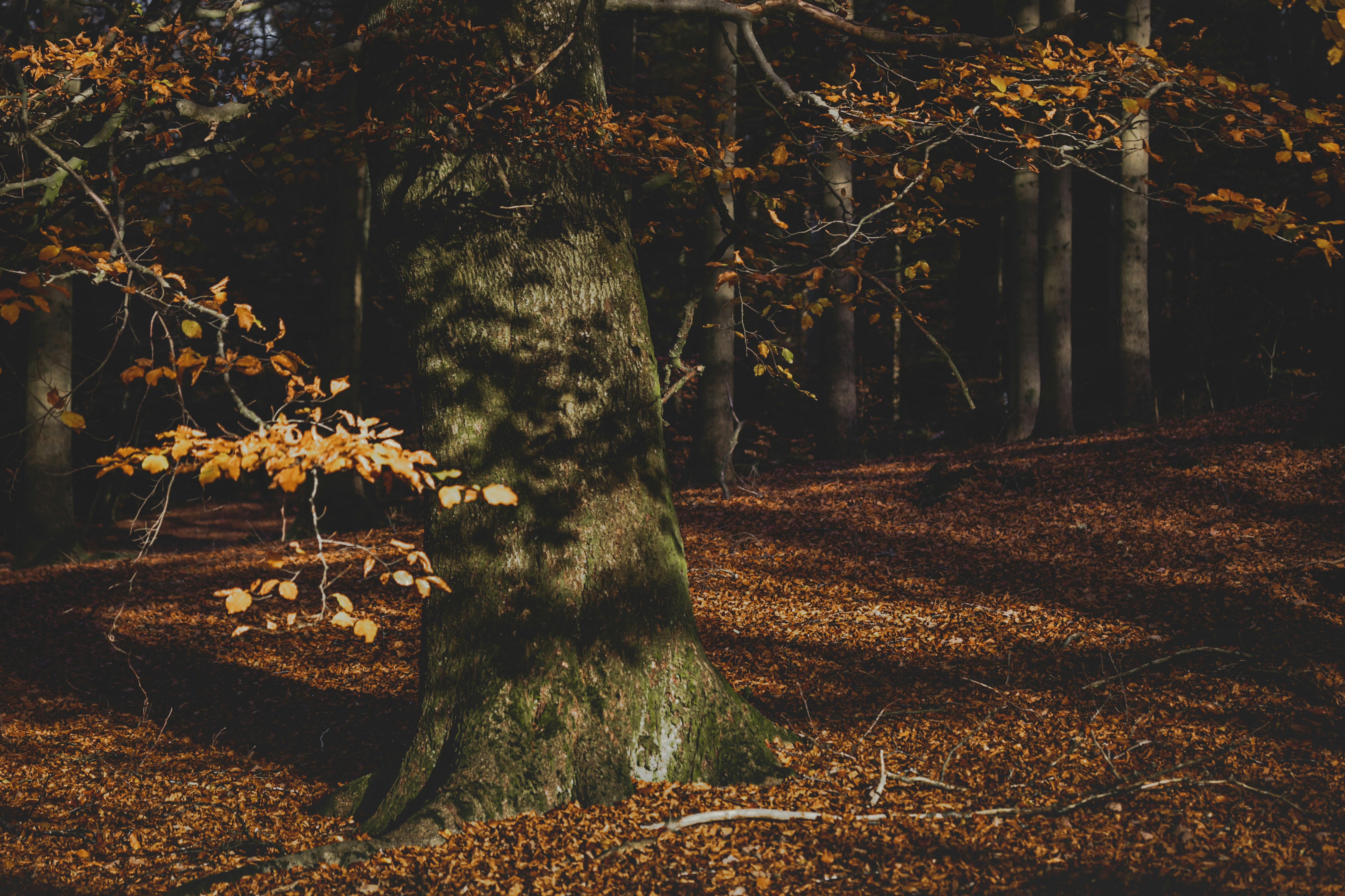 Buche Pictures | Download Free Images on Unsplash