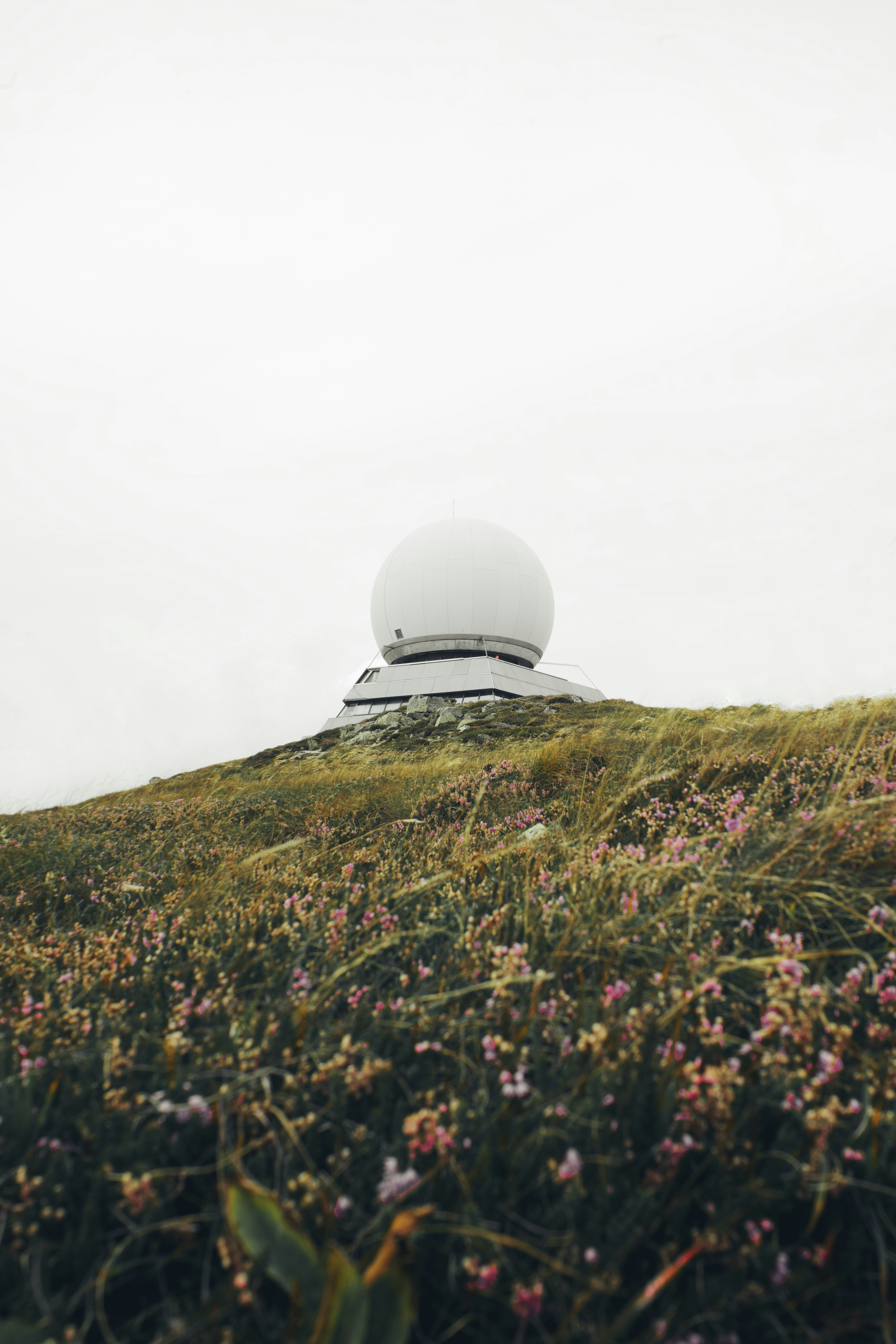 Dome on the Moor: a white radar sphere rising above a field of pink blooms