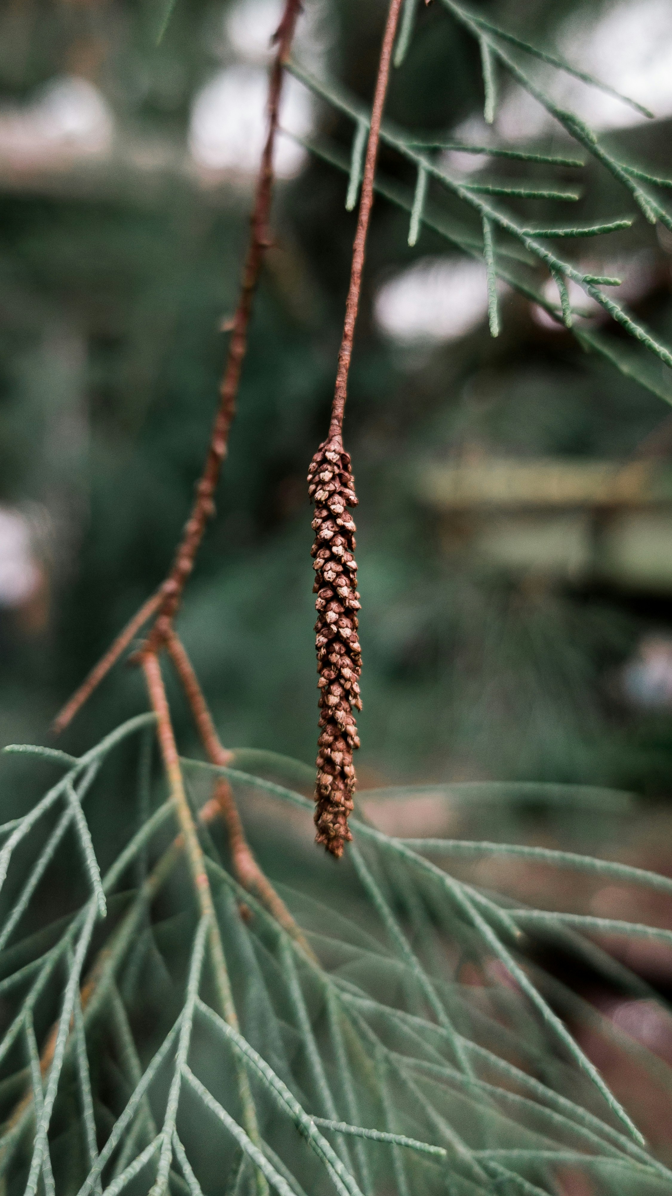 Close-up photograph of a brown pine cone suspended among slender green needles with a softly blurred background.
