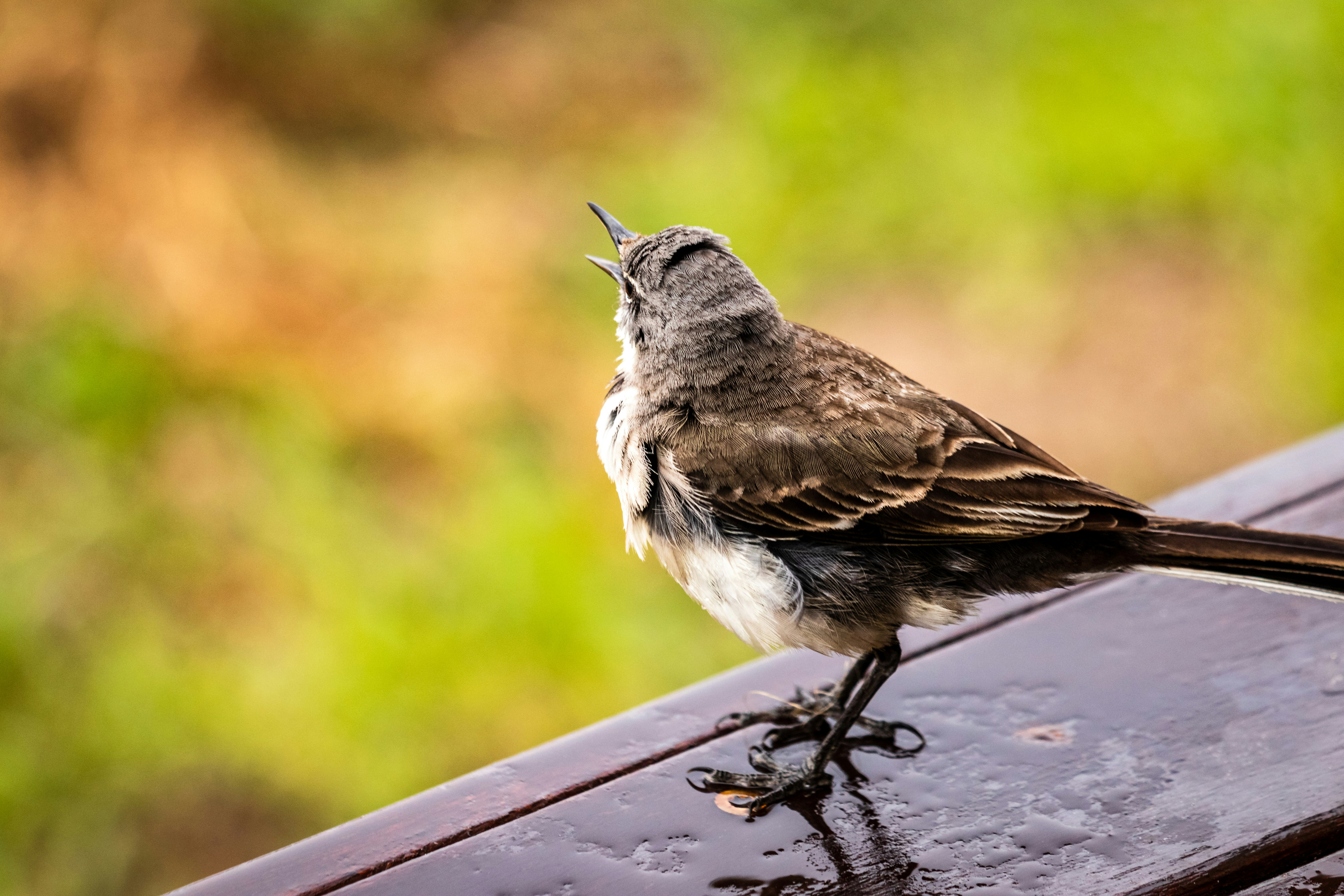 A gray bird perched on a wet surface, singing joyfully amidst a lush green backdrop.