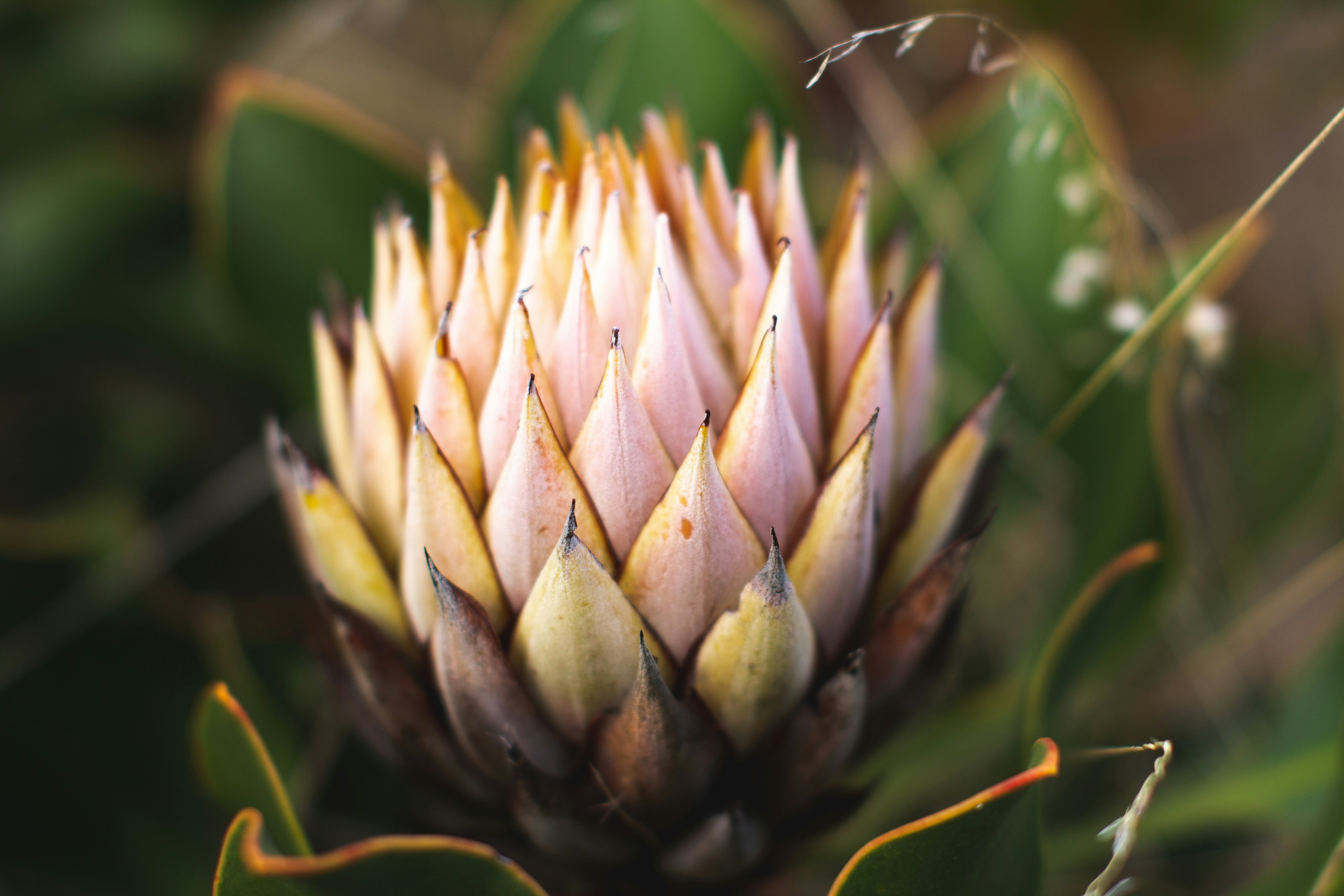 Protea Crown: Dawn-tinted Scales Unfurl in Silent Focus