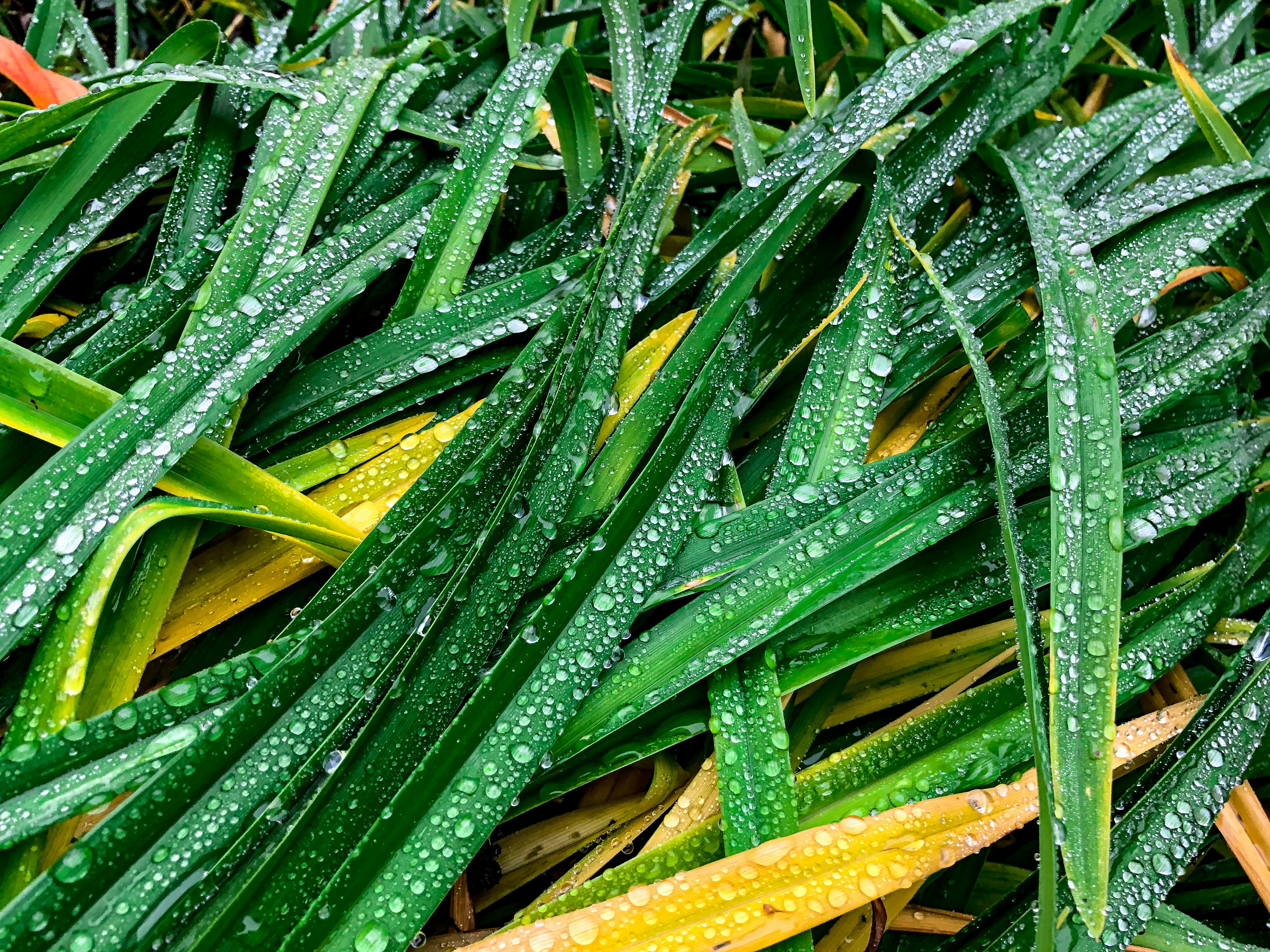 Wet grass


