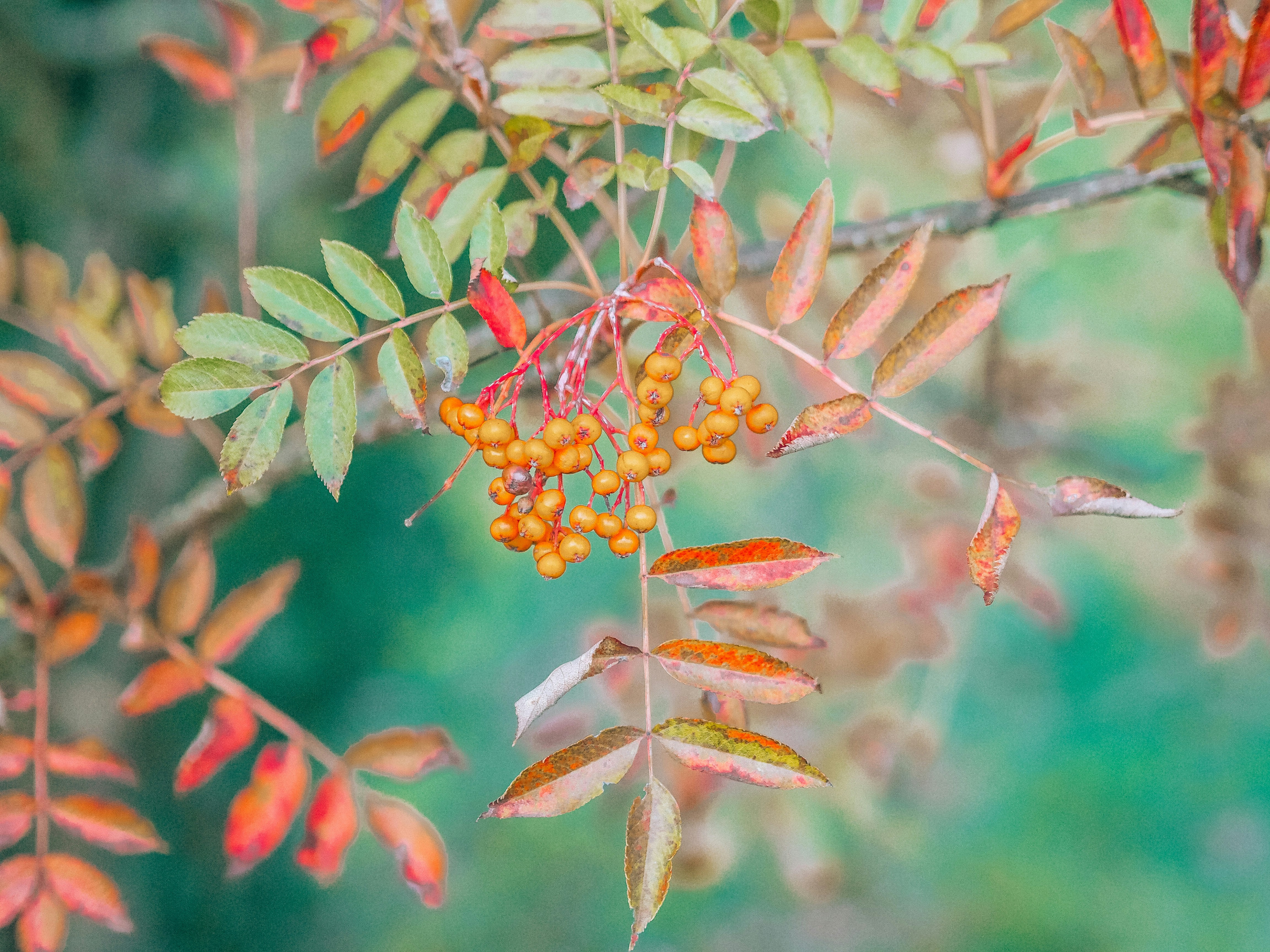 Fruits ronds jaunes et rouges photo – Photo L'automne Gratuite sur Unsplash